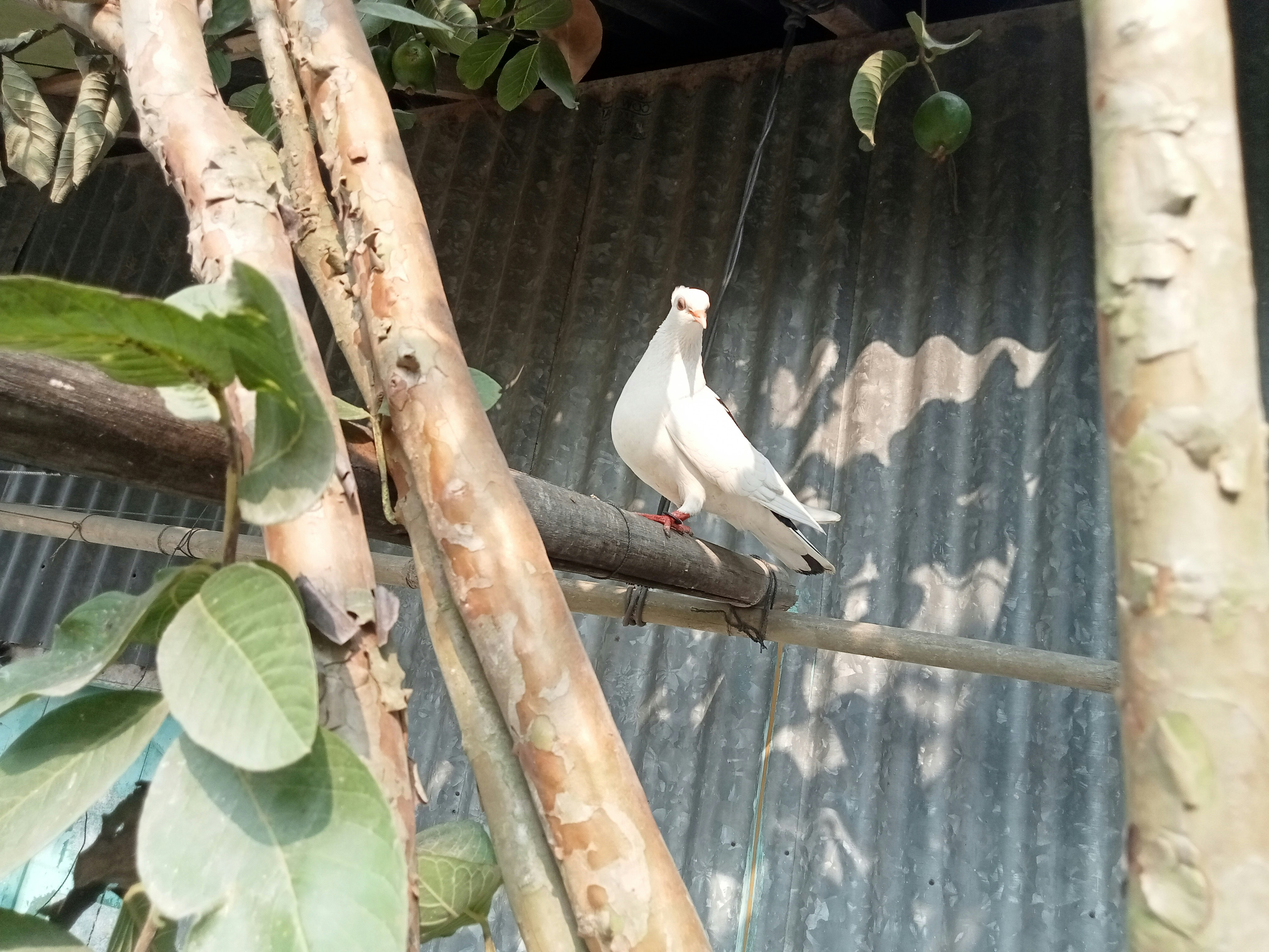 A white dove perched gracefully on a bamboo structure amidst lush greenery and rustic textures.