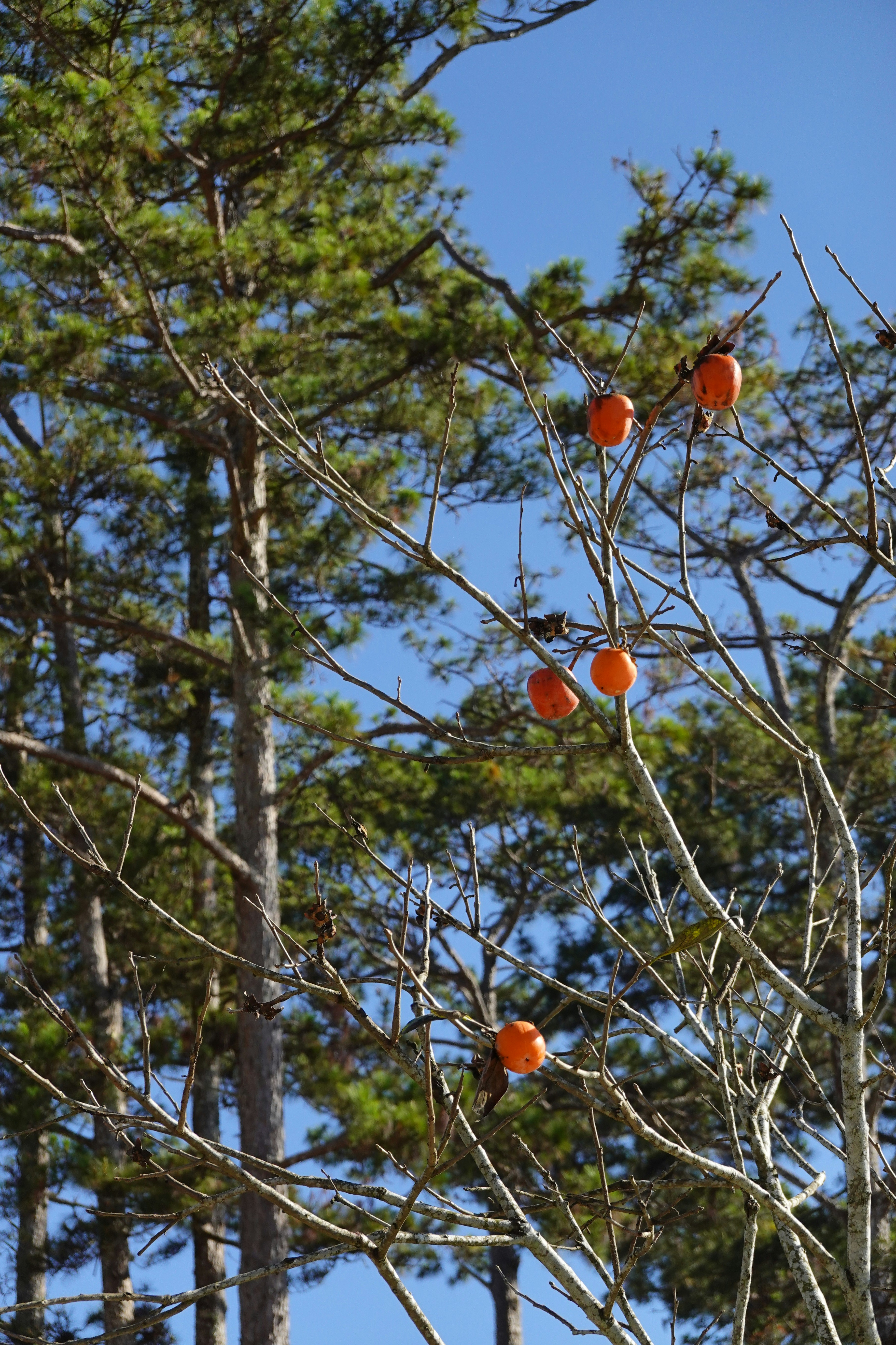 Orange Orbs on Bare Branches Under a Cobalt Sky