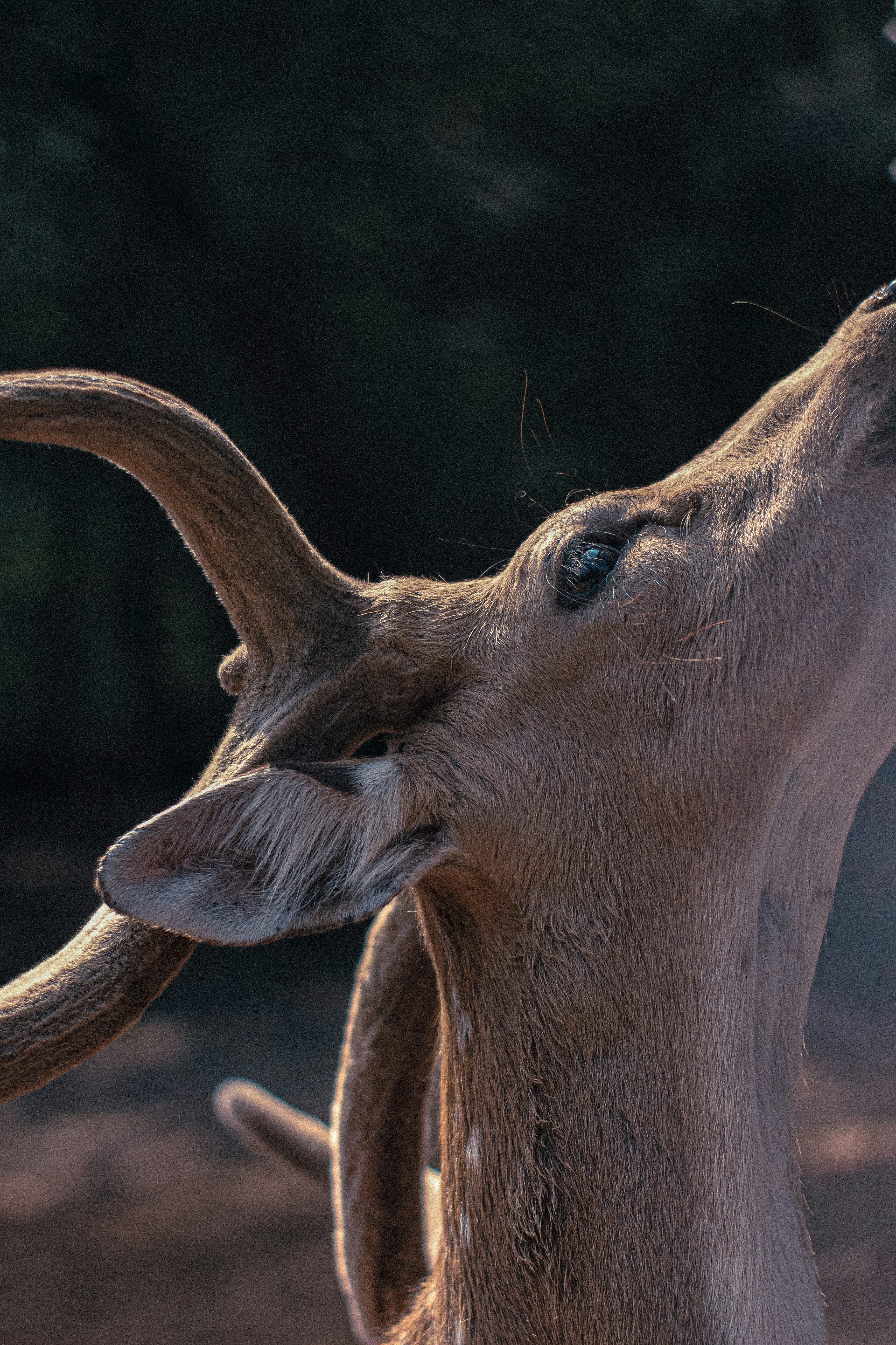 Curl of the Horn, Quiet Eye: A Close-Up Portrait in Dappled Light