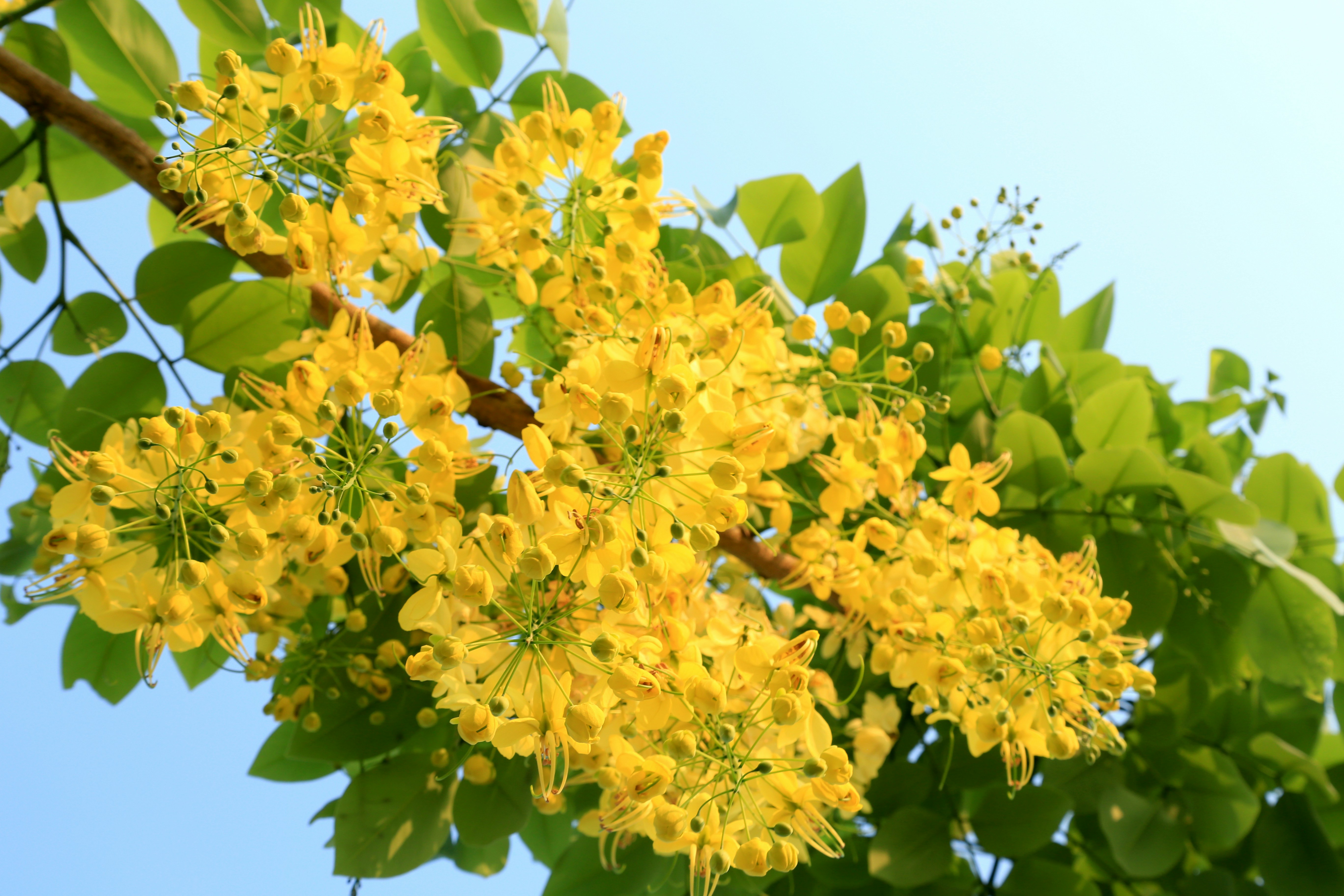 A bunch of yellow flowers on a tree photo – Free Flower Image on Unsplash