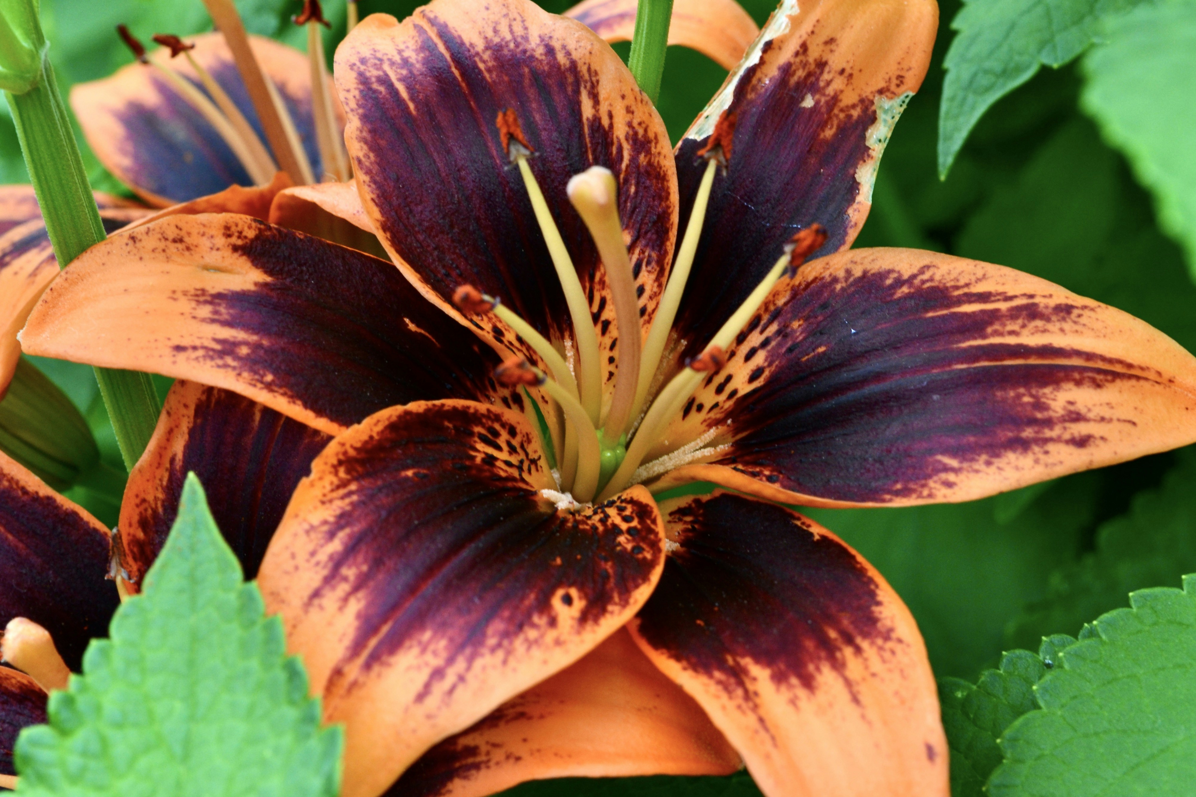 Velvet Ember Lily: macro close-up of orange petals with a midnight plum center