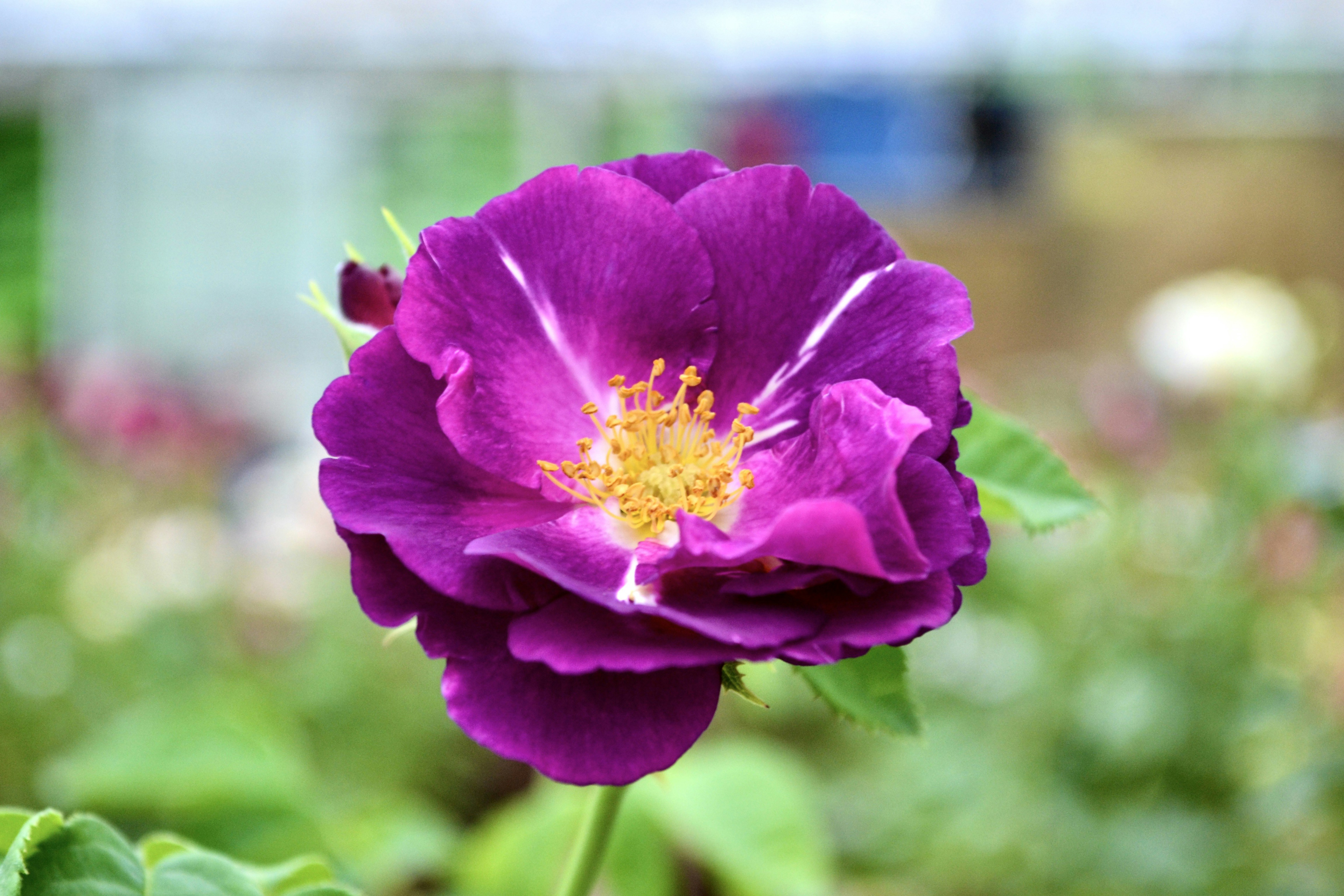 Vibrant Purple Bloom Centered in Morning Garden