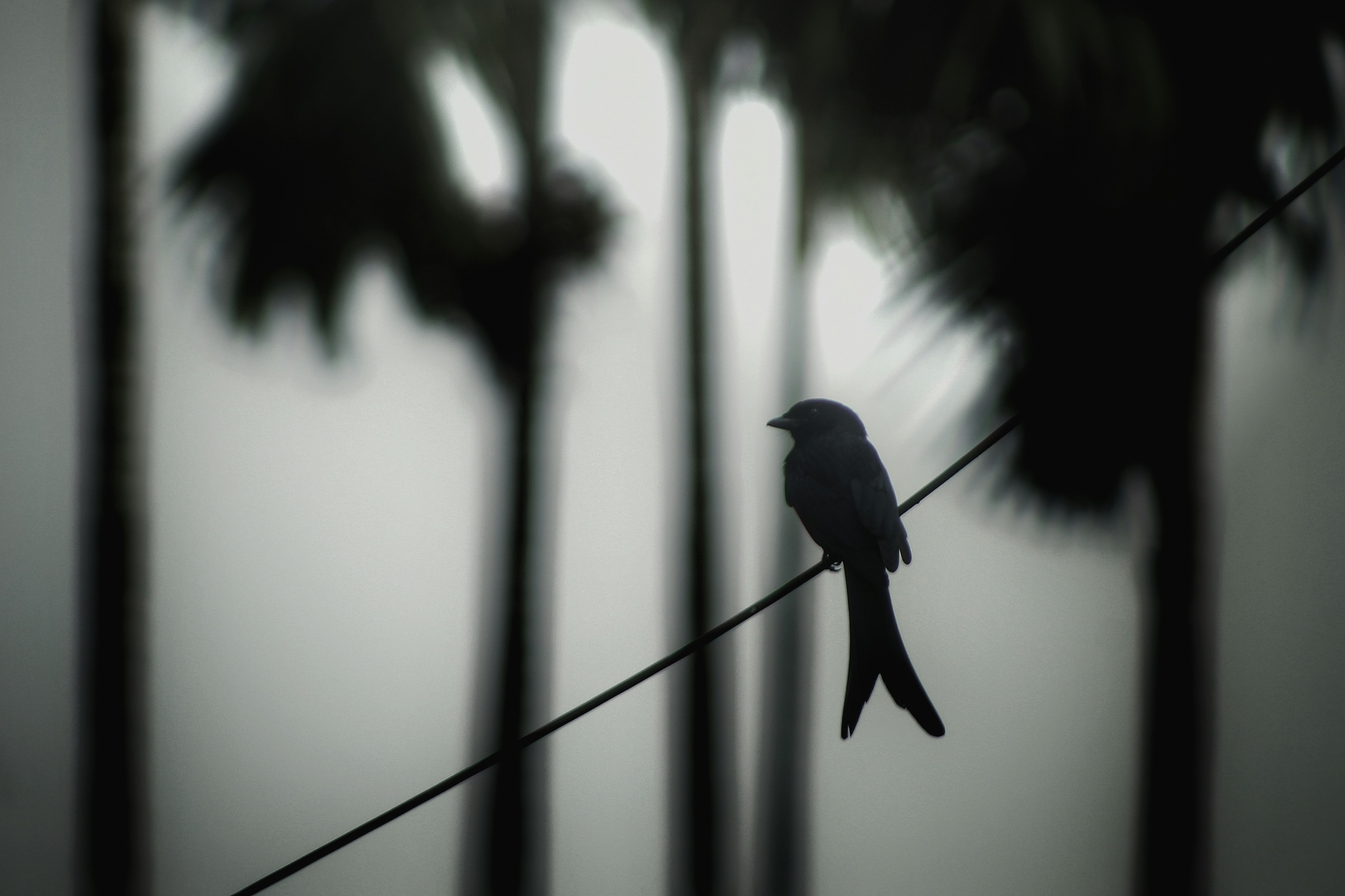 Silhouette on a Wire: A Solitary Bird Among Palm Trunks
