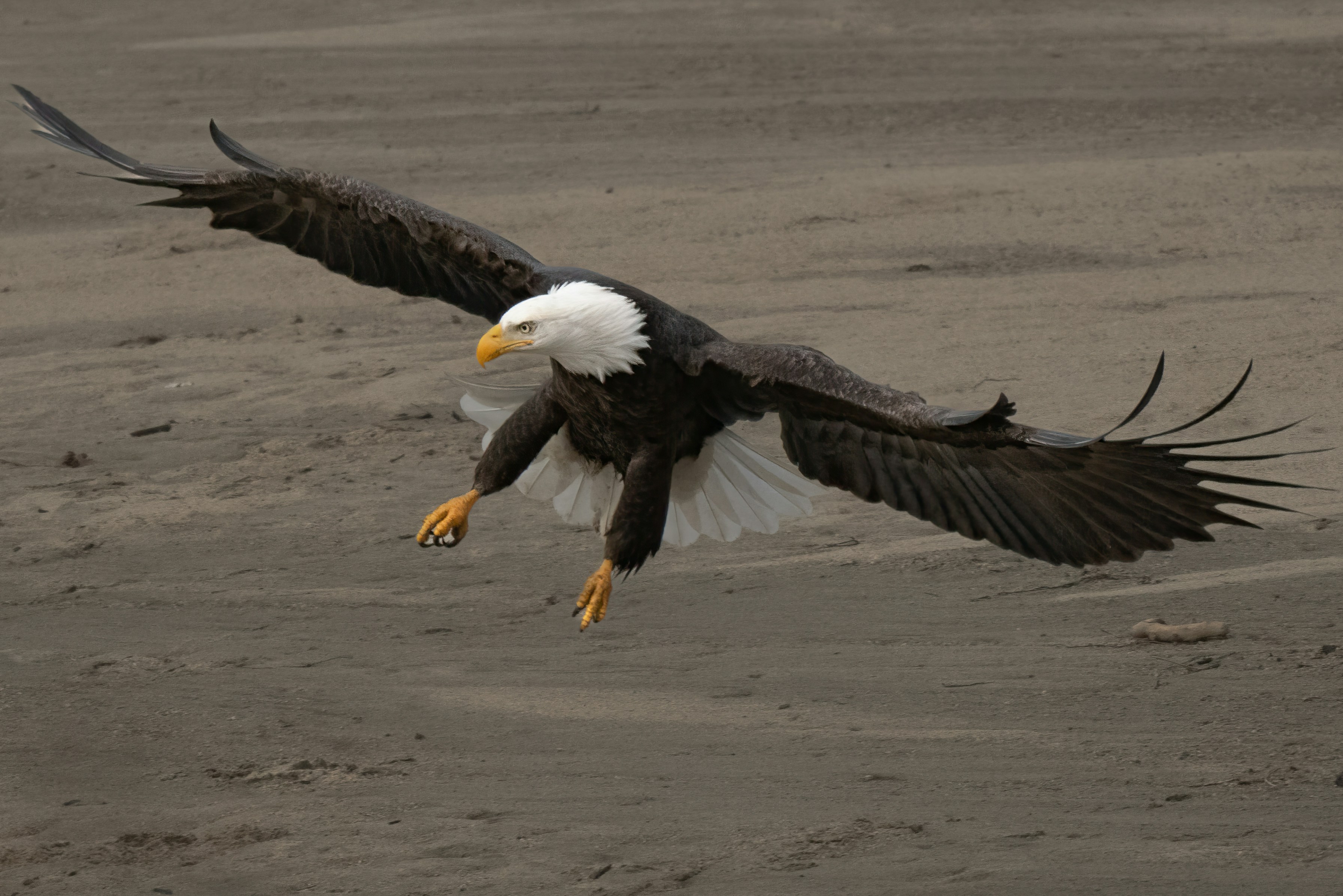 A bald eagle flying over a sandy beach photo – Free Nature Image on ...