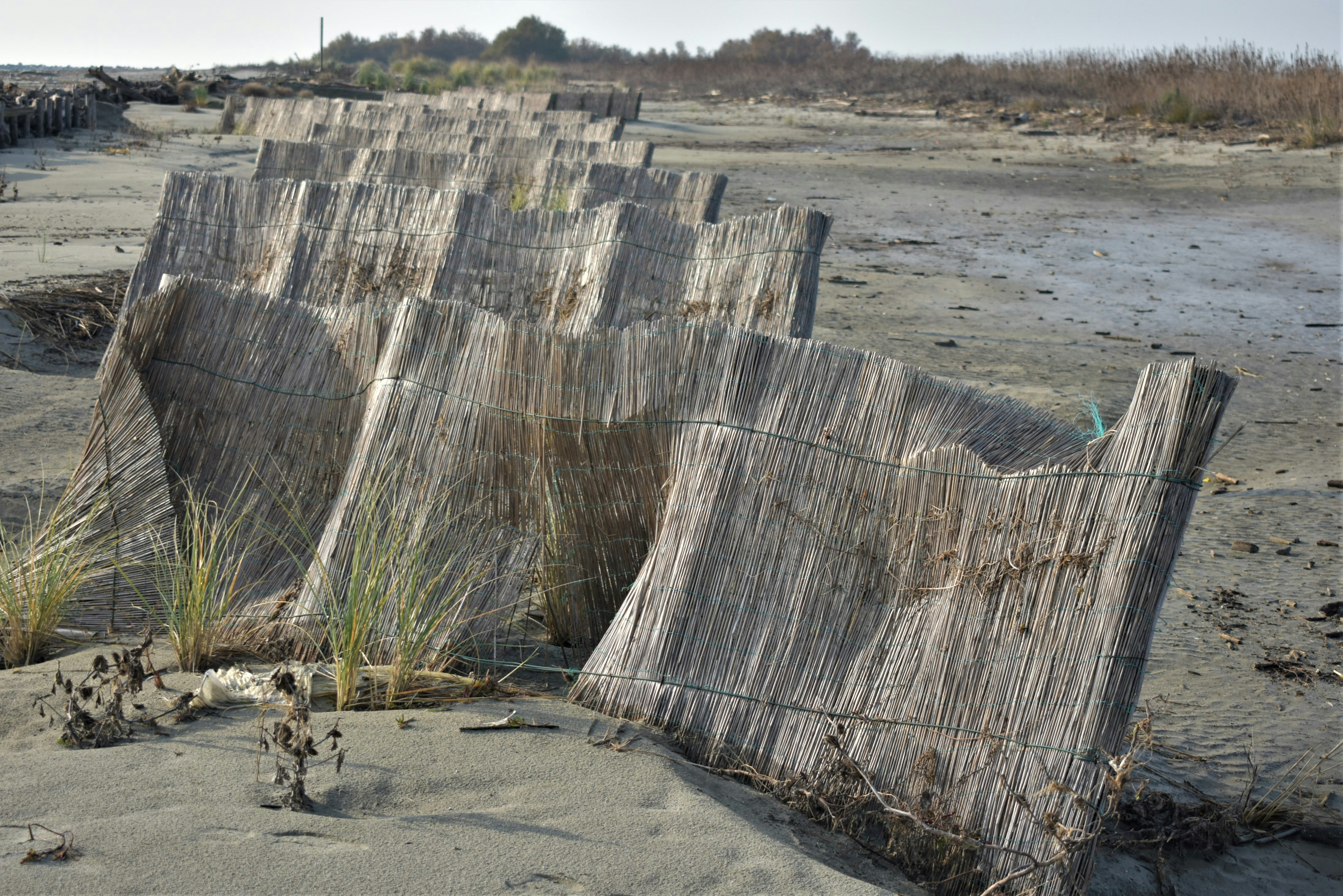 Weathered straw fencing lines the sandy beach, showcasing nature's attempt to reclaim the land. A tranquil coastal scene under soft sunlight.