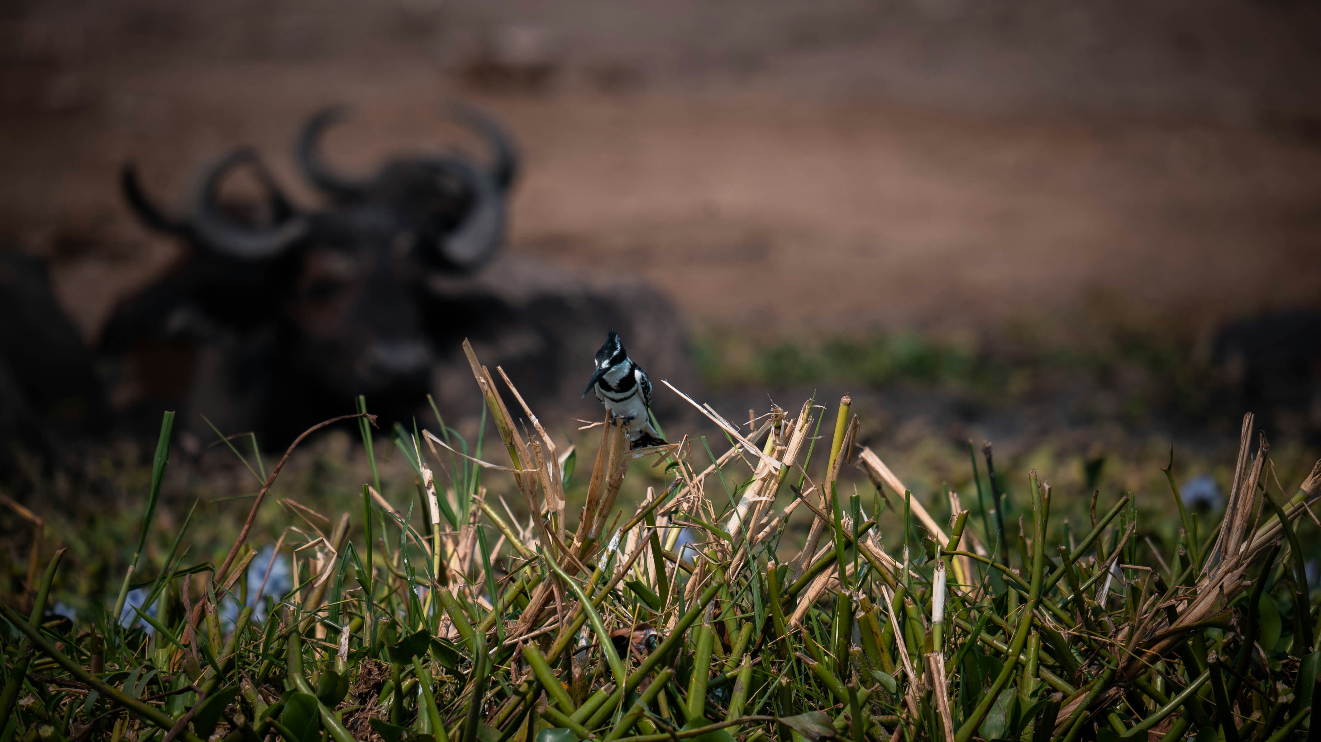 Grass-Top Sentinel: A Scorpion Emerges Under a Distant Shadow