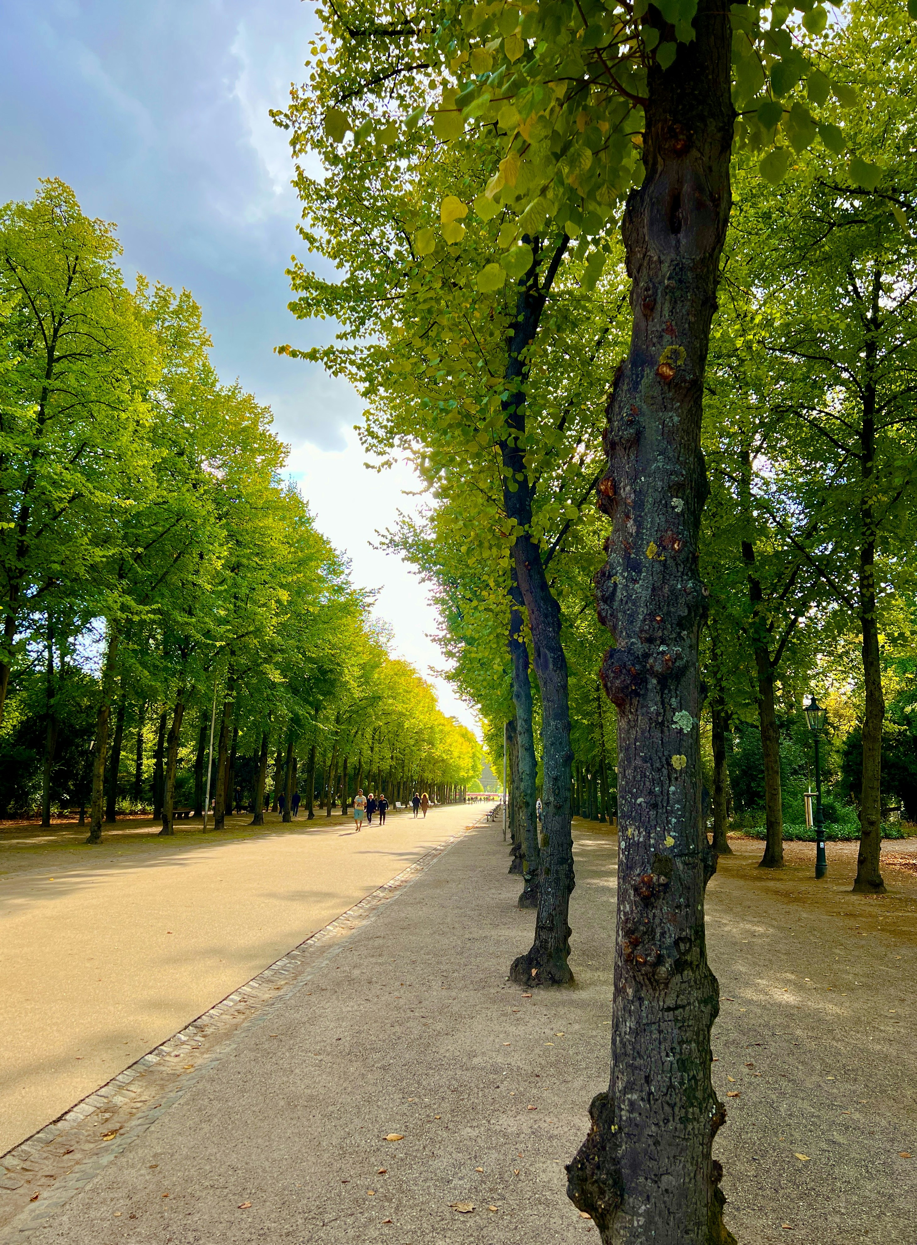 A street lined with lots of trees next to a sidewalk photo – Free ...