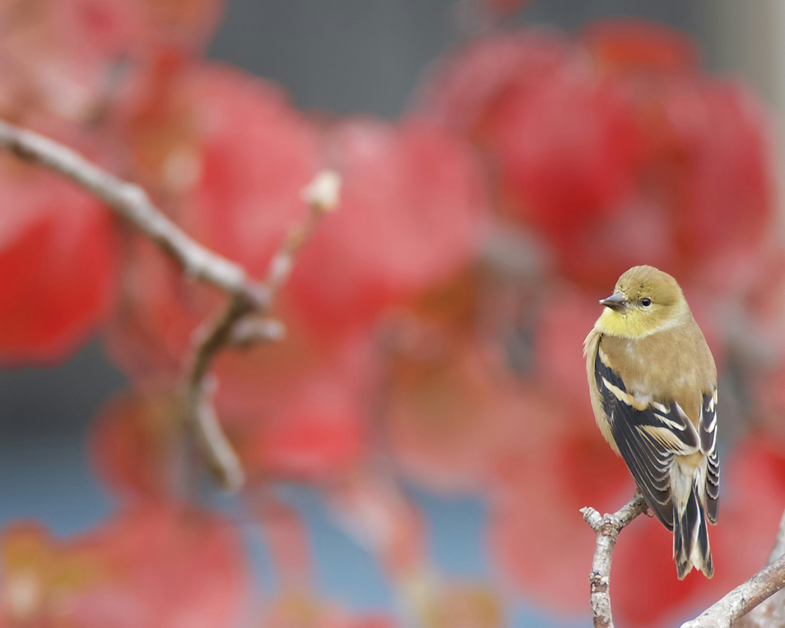 American goldfinch in a fall setting.