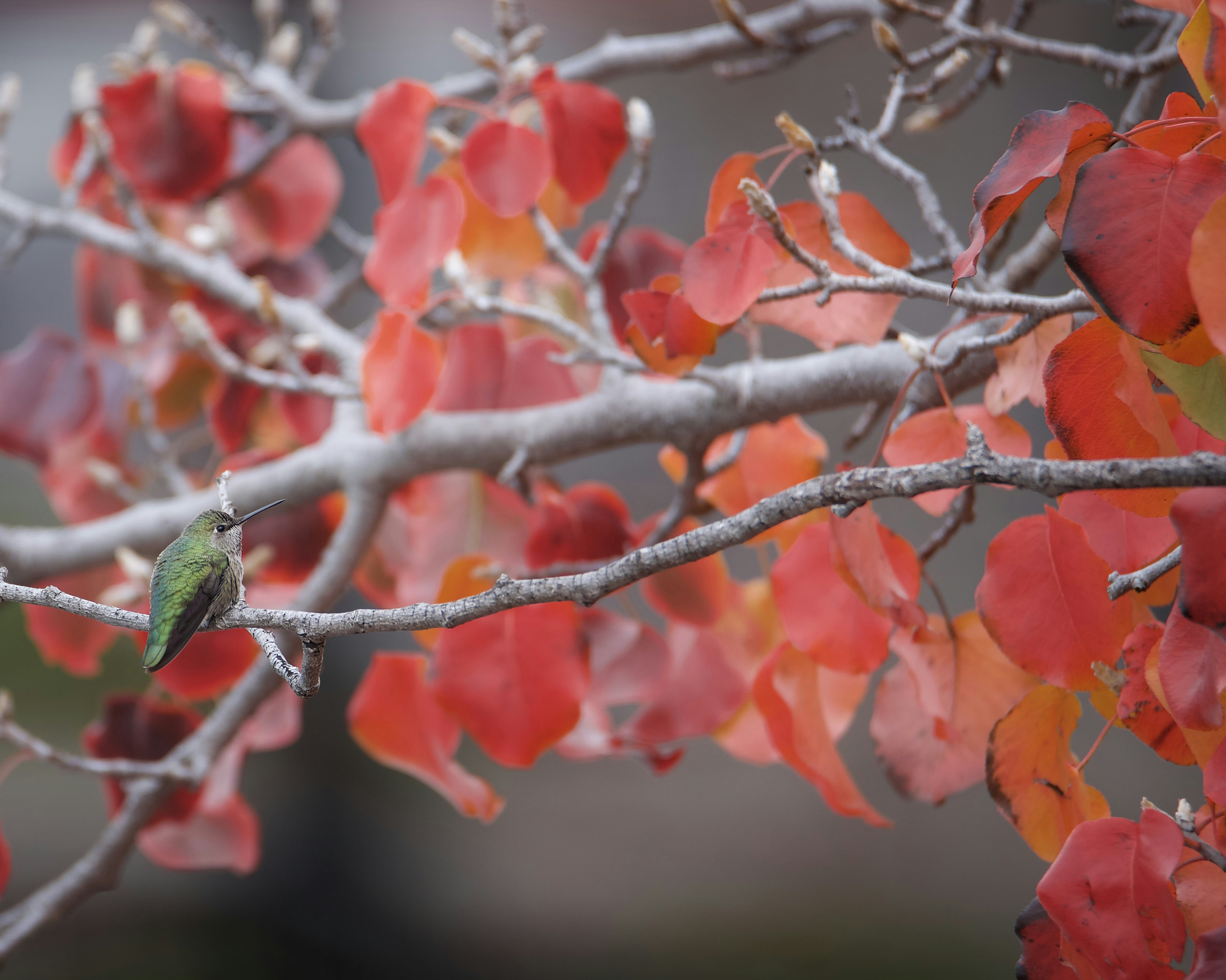 Green Hued Perch on a Crimson Branch