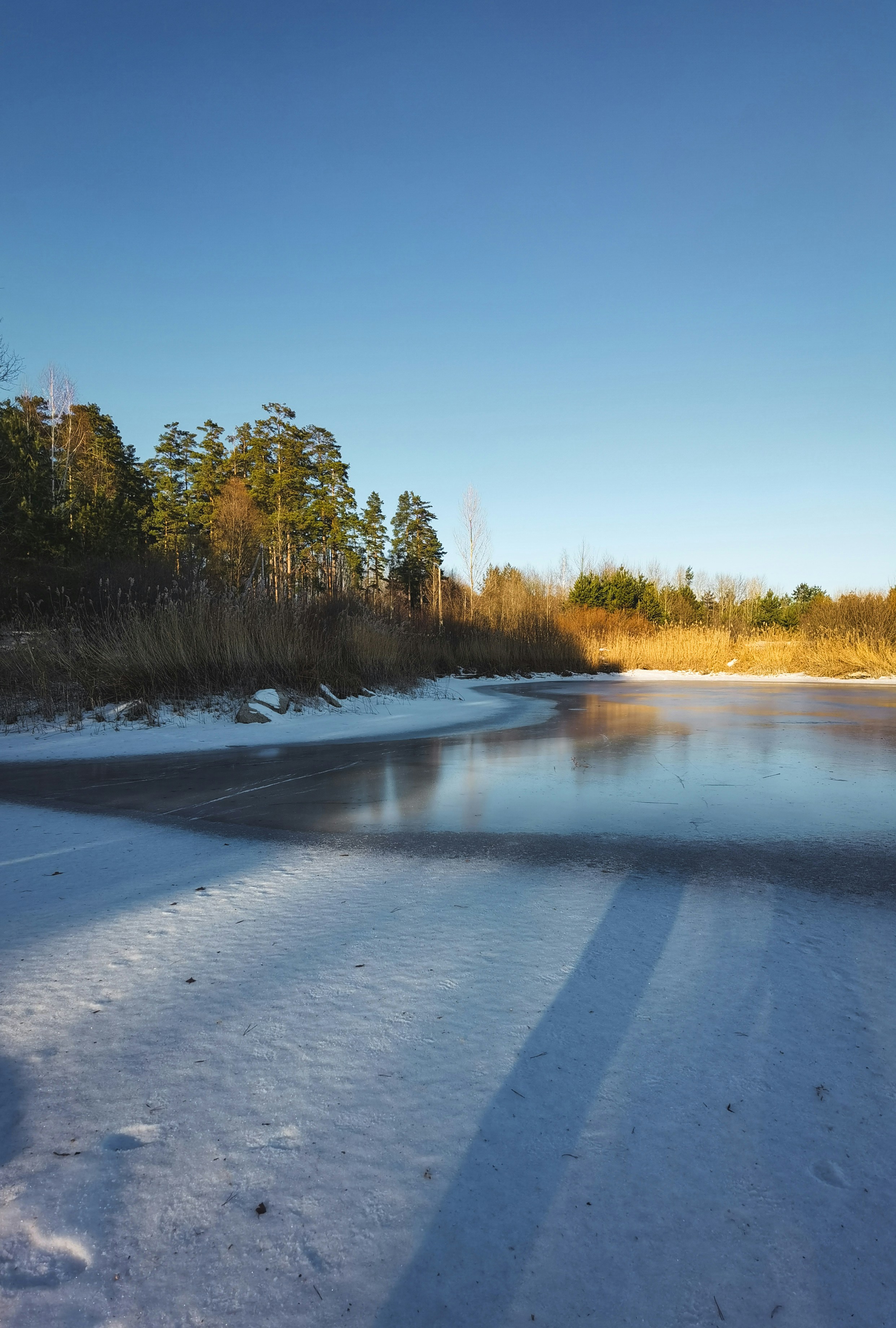 a frozen lake in the middle of a forest