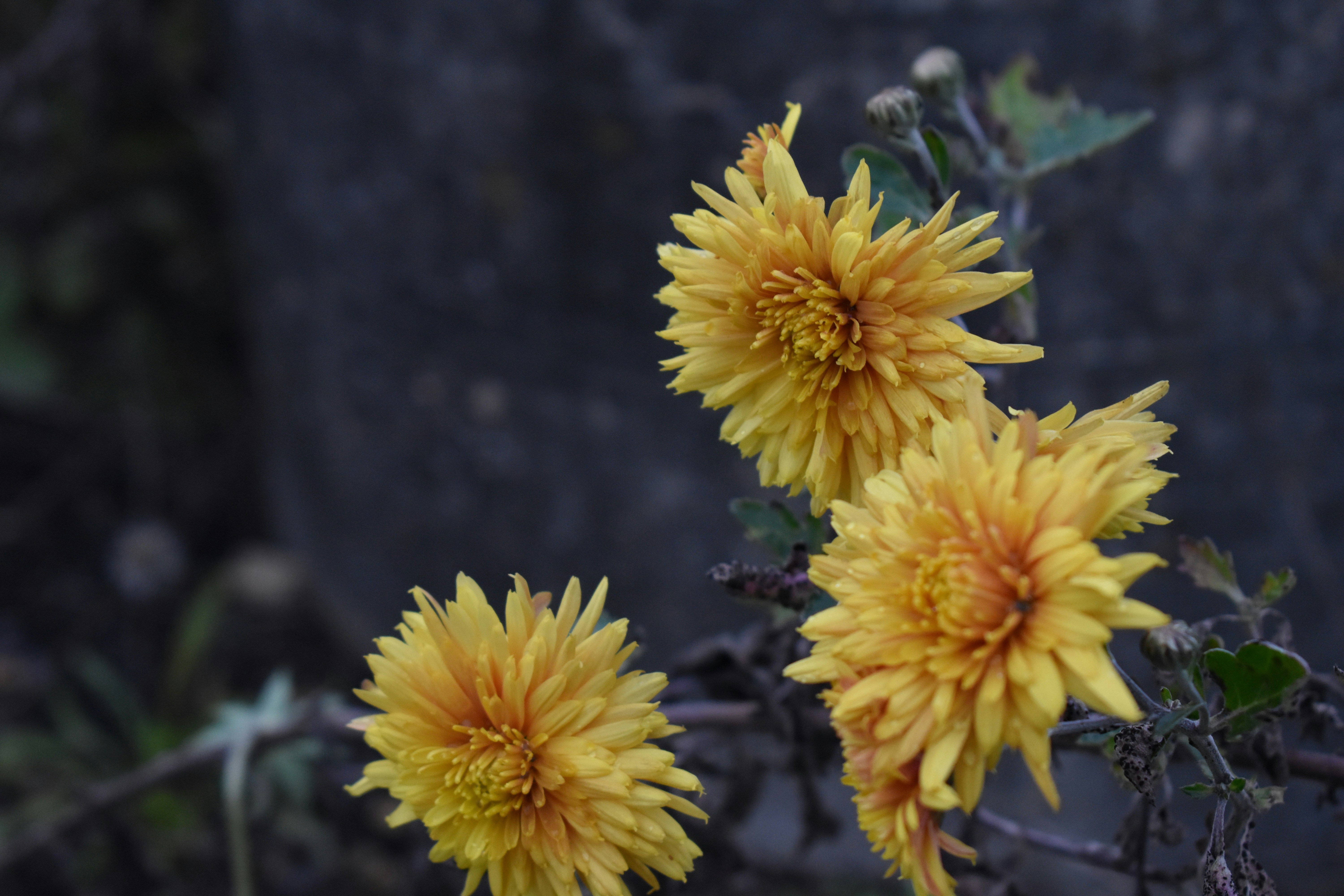 Three Golden Chrysanthemums Framed by a Weathered Wall