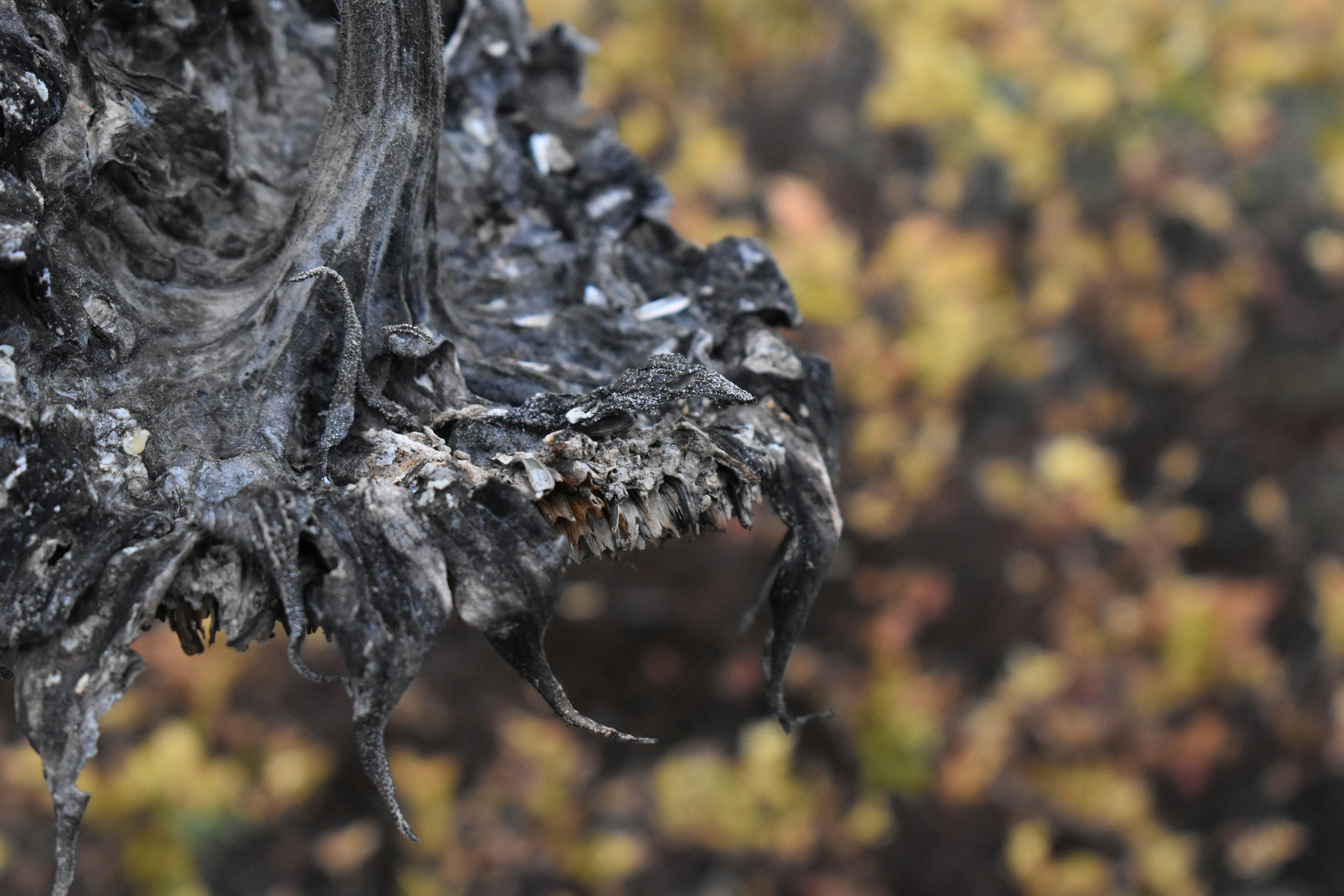 Charred Twig Against a Golden Fall Veil
