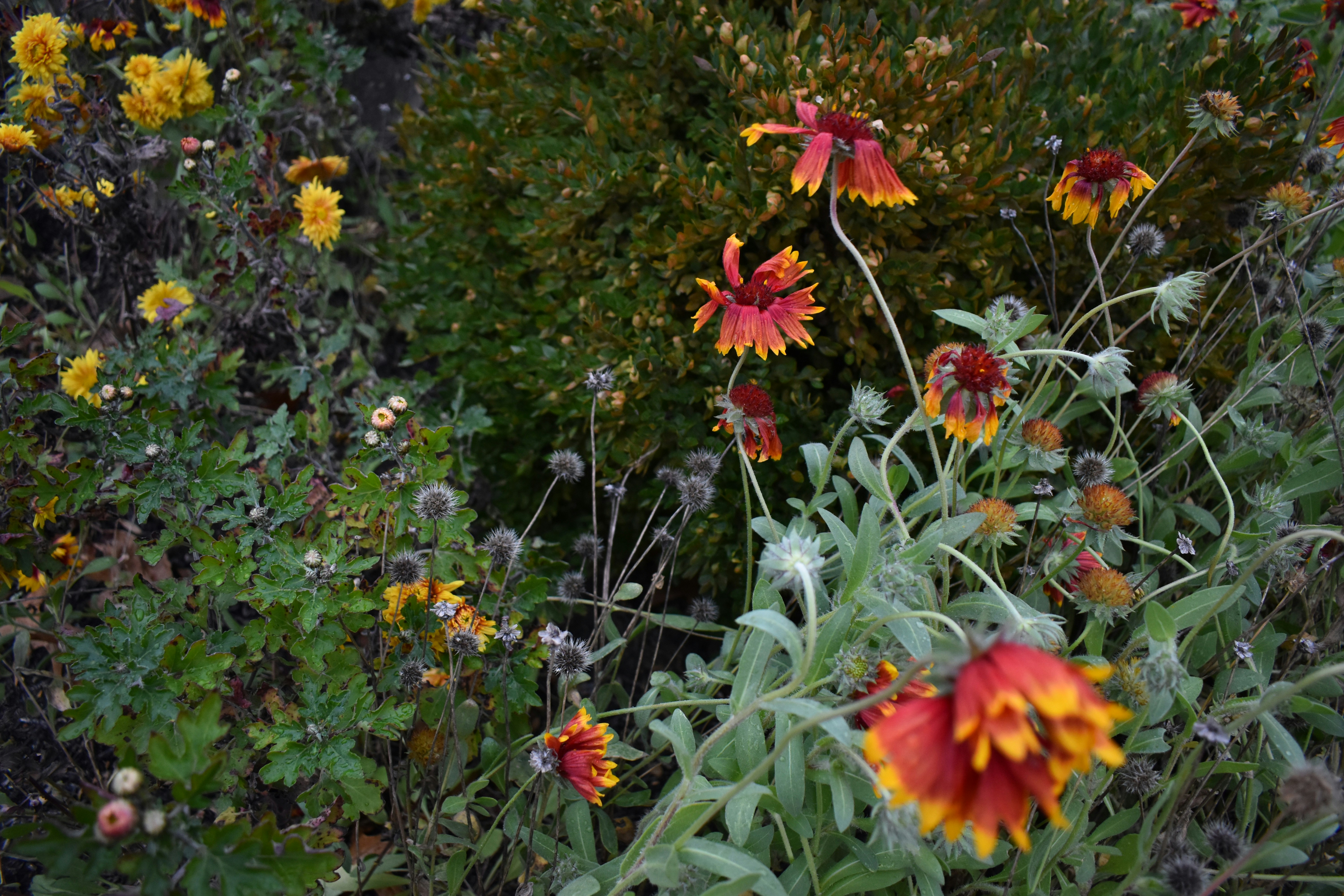 Some flowers n' shii