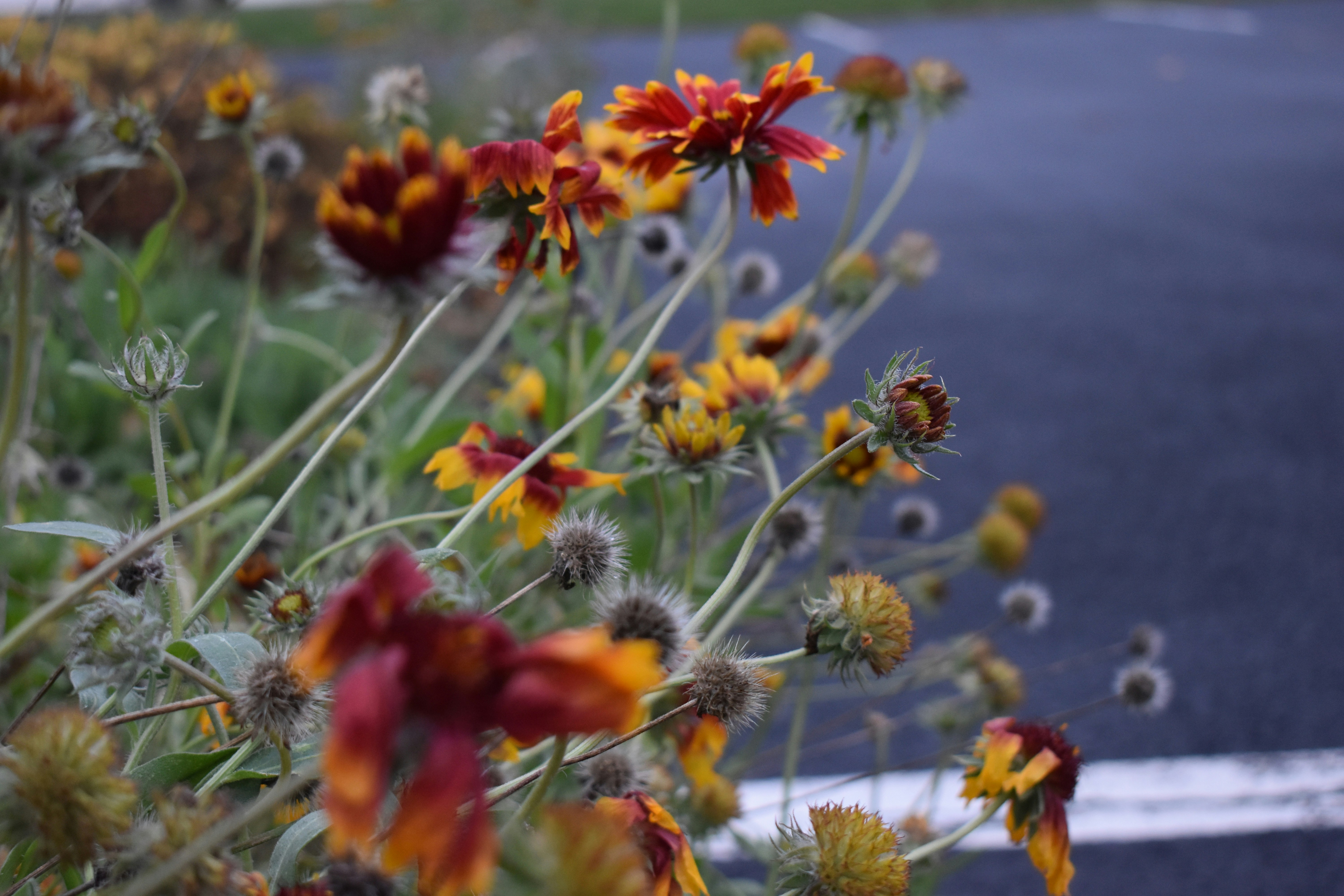 Flowers against a dark background.