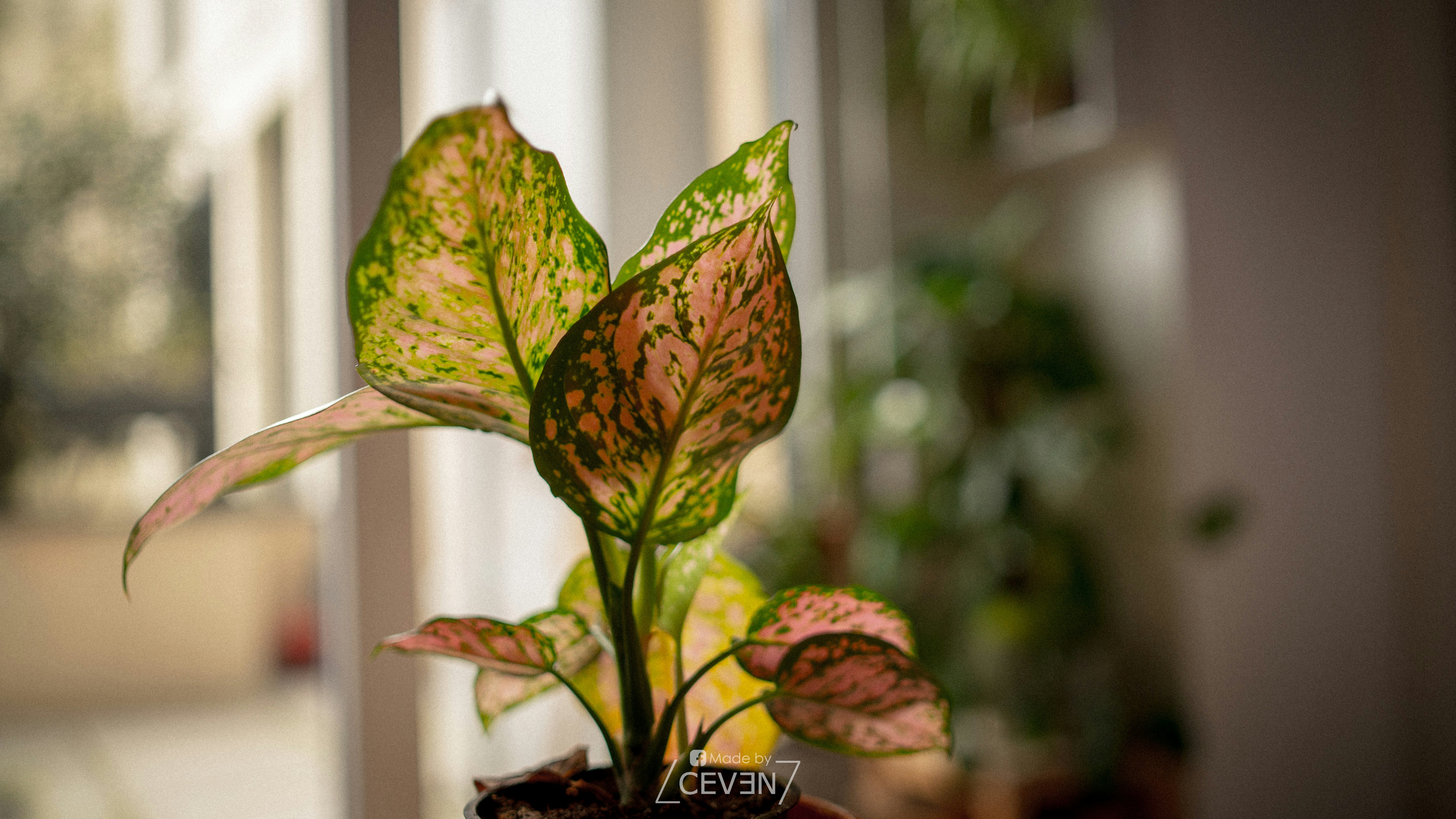 A green and red plant in a brown pot photo – Free Plant Image on Unsplash