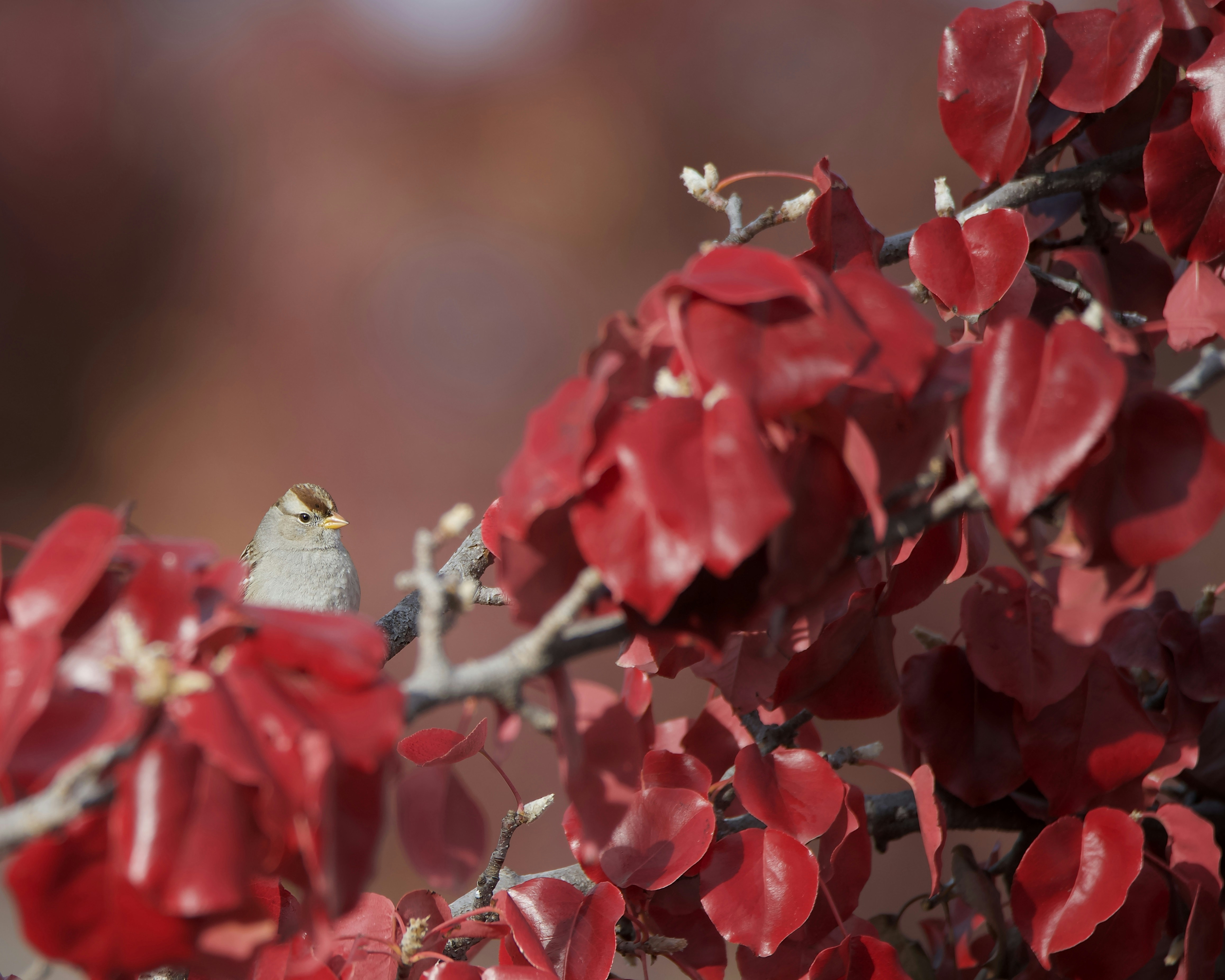 Warbler Perched Amid Crimson Heart-Leaf Foliage