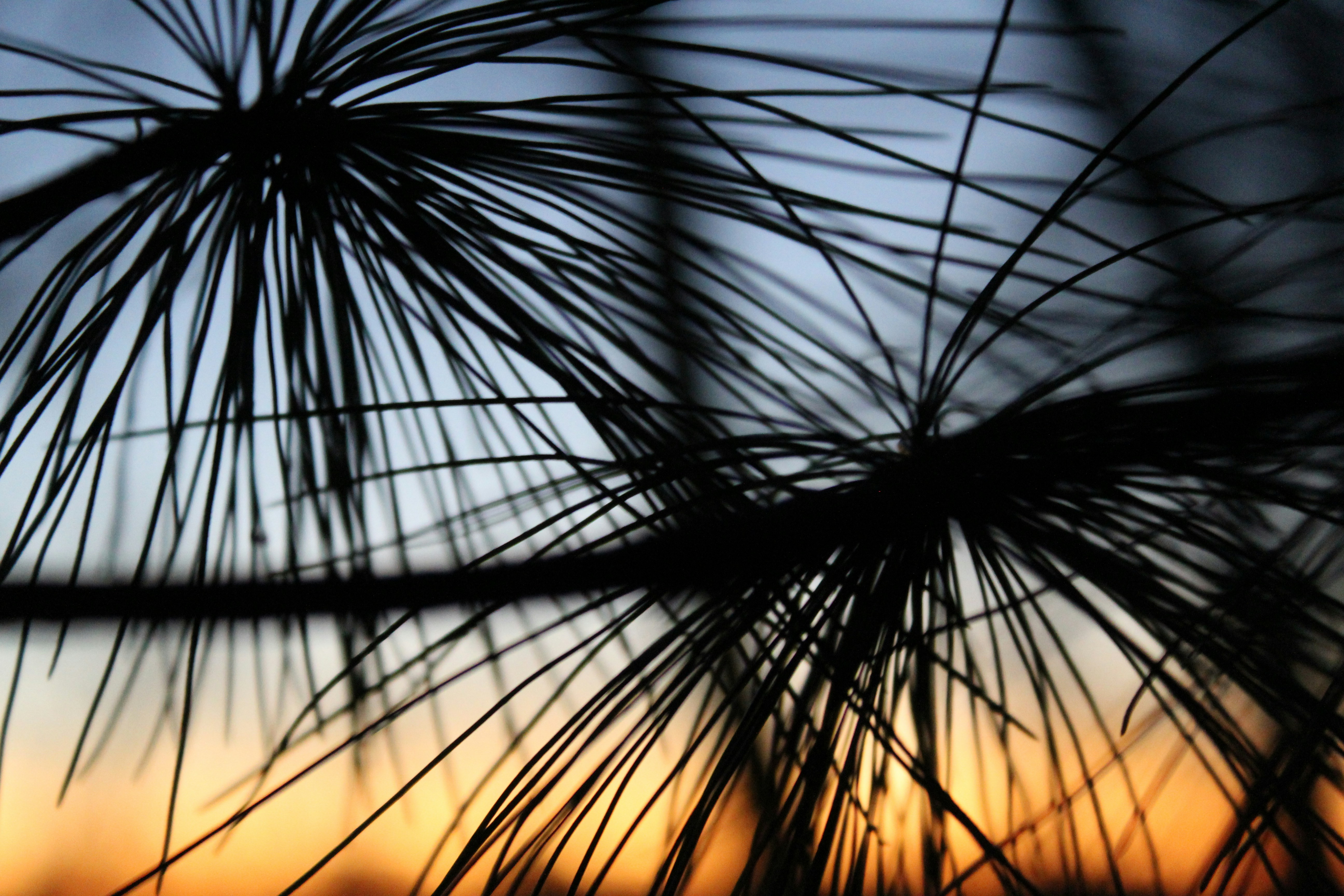 Beautiful sunset with plant
