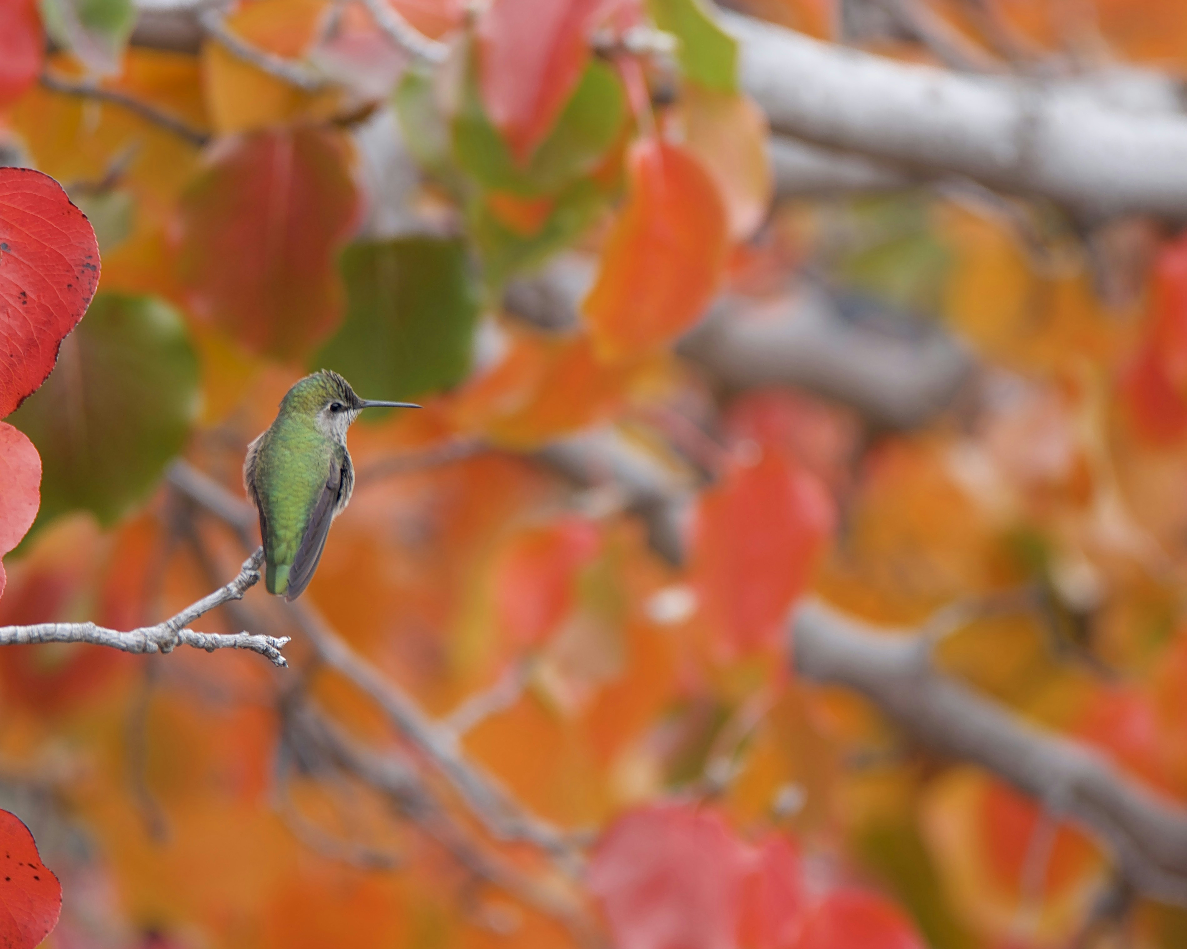 A small green bird perched on a tree branch photo – Free Usa Image on ...