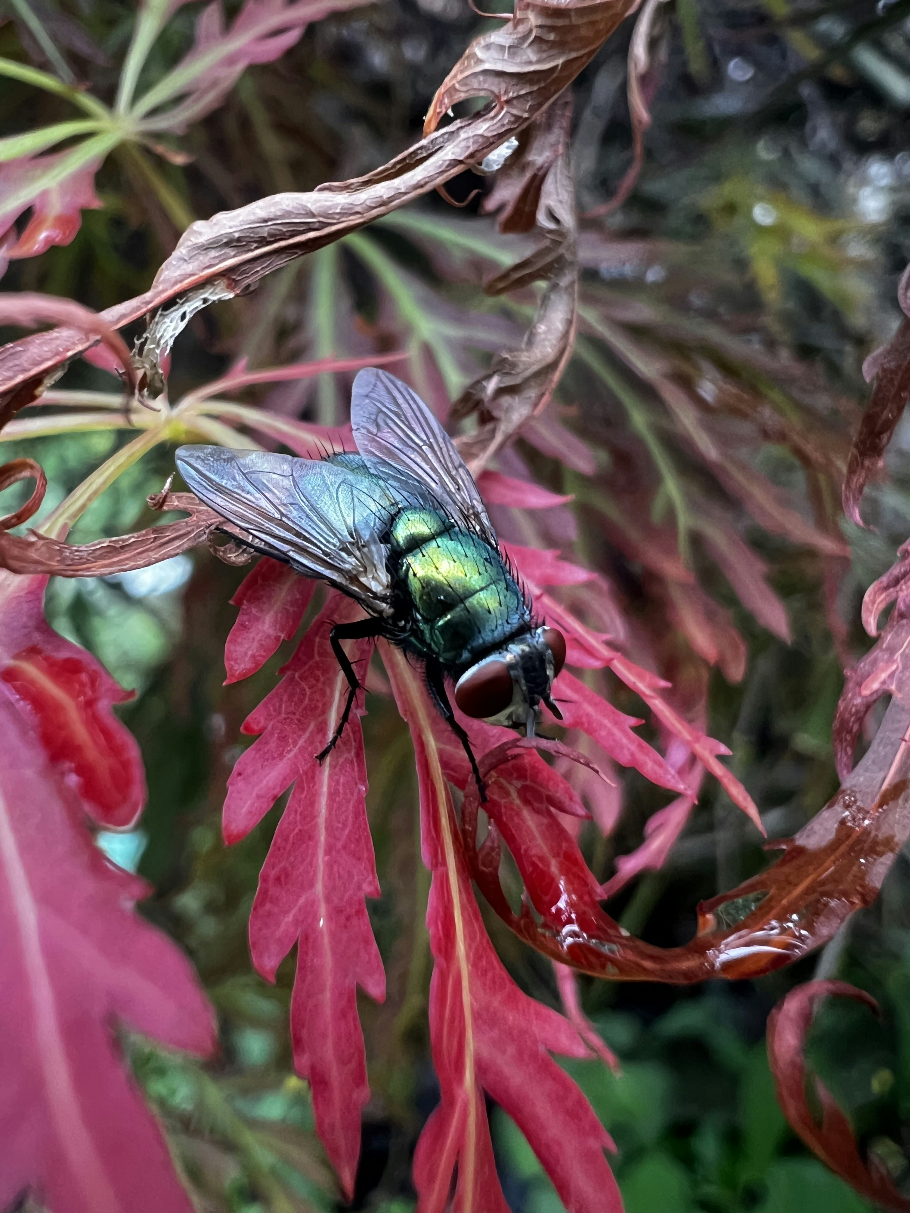 A fly sitting on top of a red leaf covered tree photo – Free Animal ...