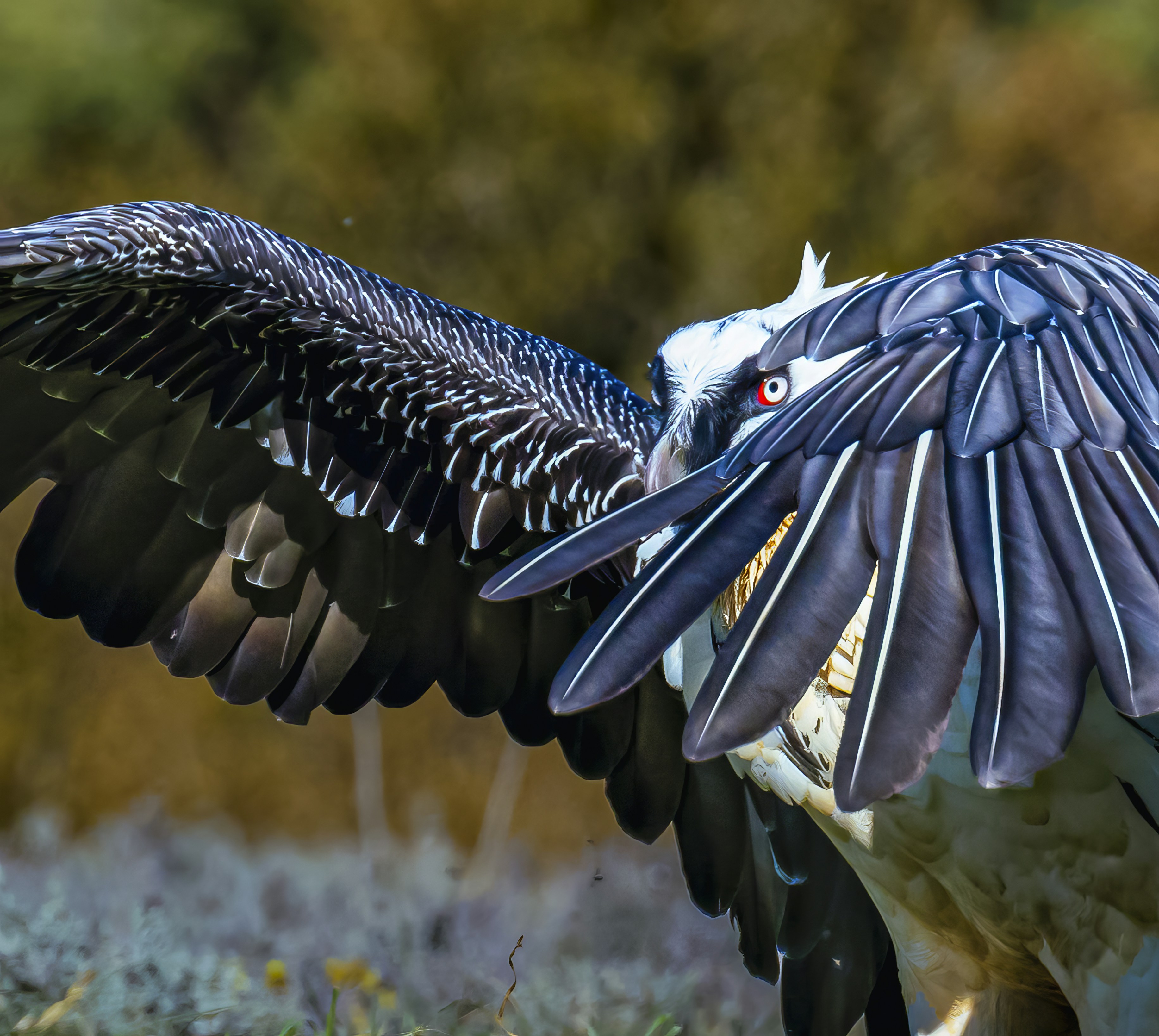 Majestic Encounter: The Dance of Wings