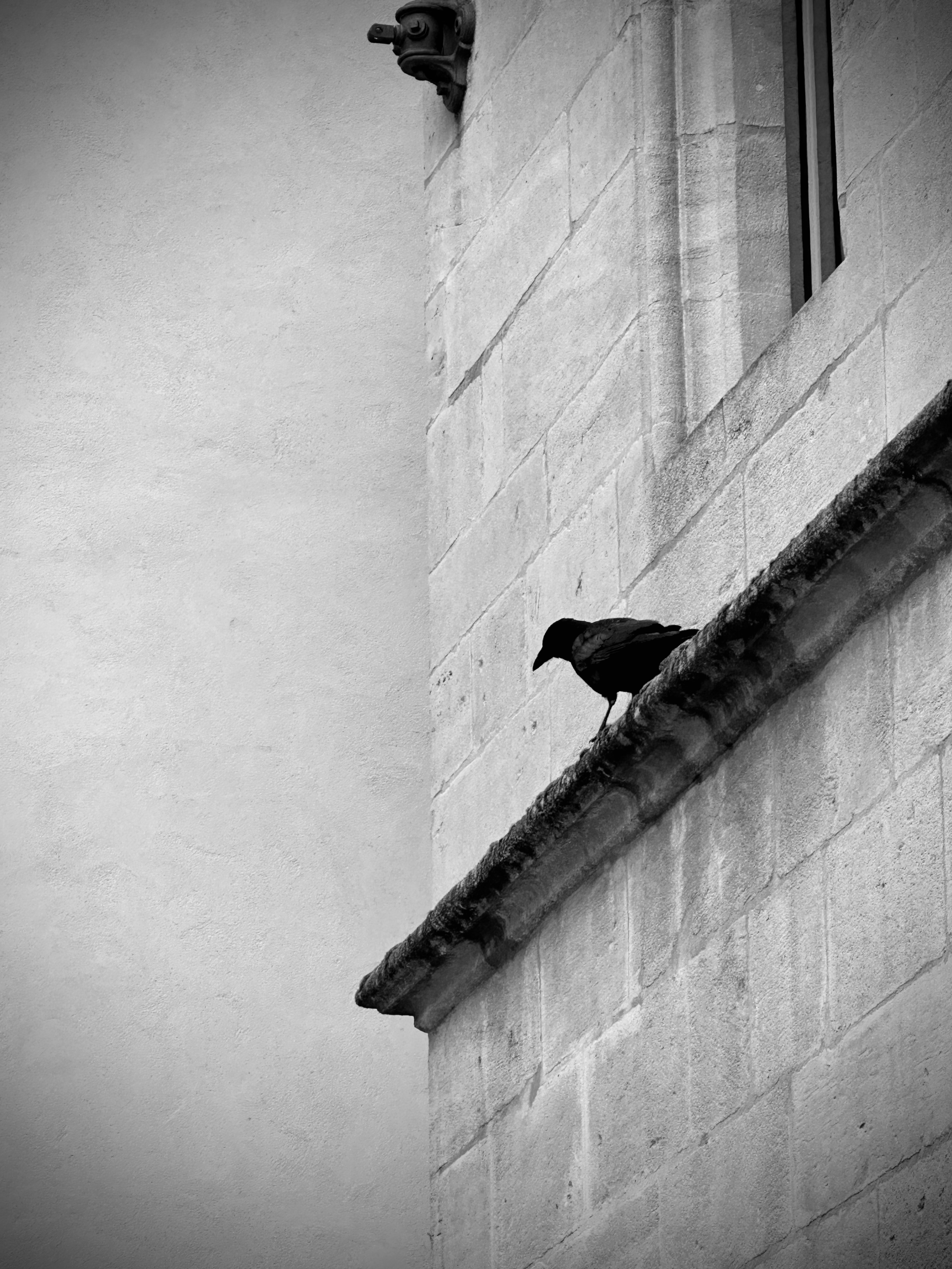 A black crow on a grey day at Notre Dame Cathedral in Luxembourg City, Luxembourg.