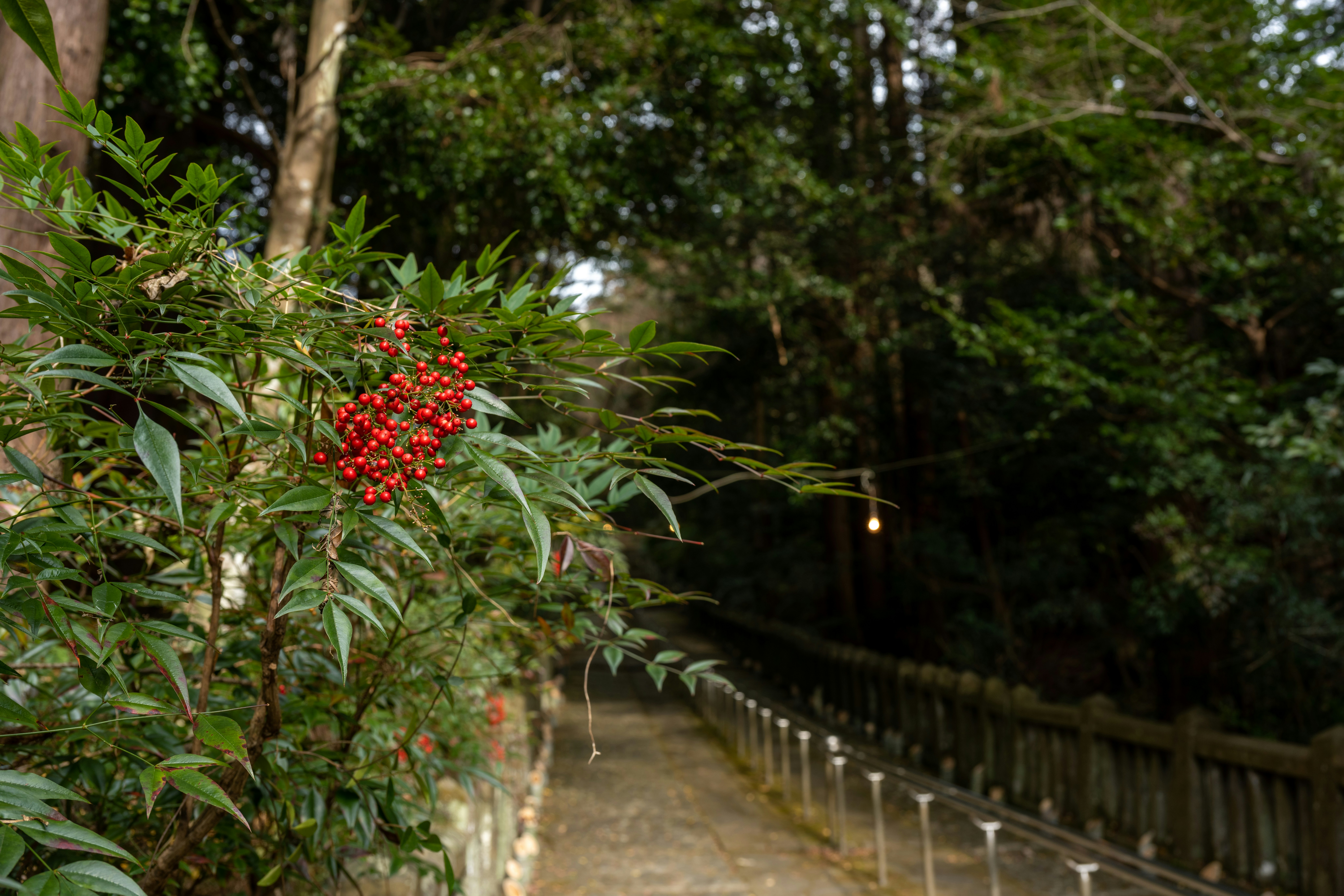 a tree with a bunch of red berries on it