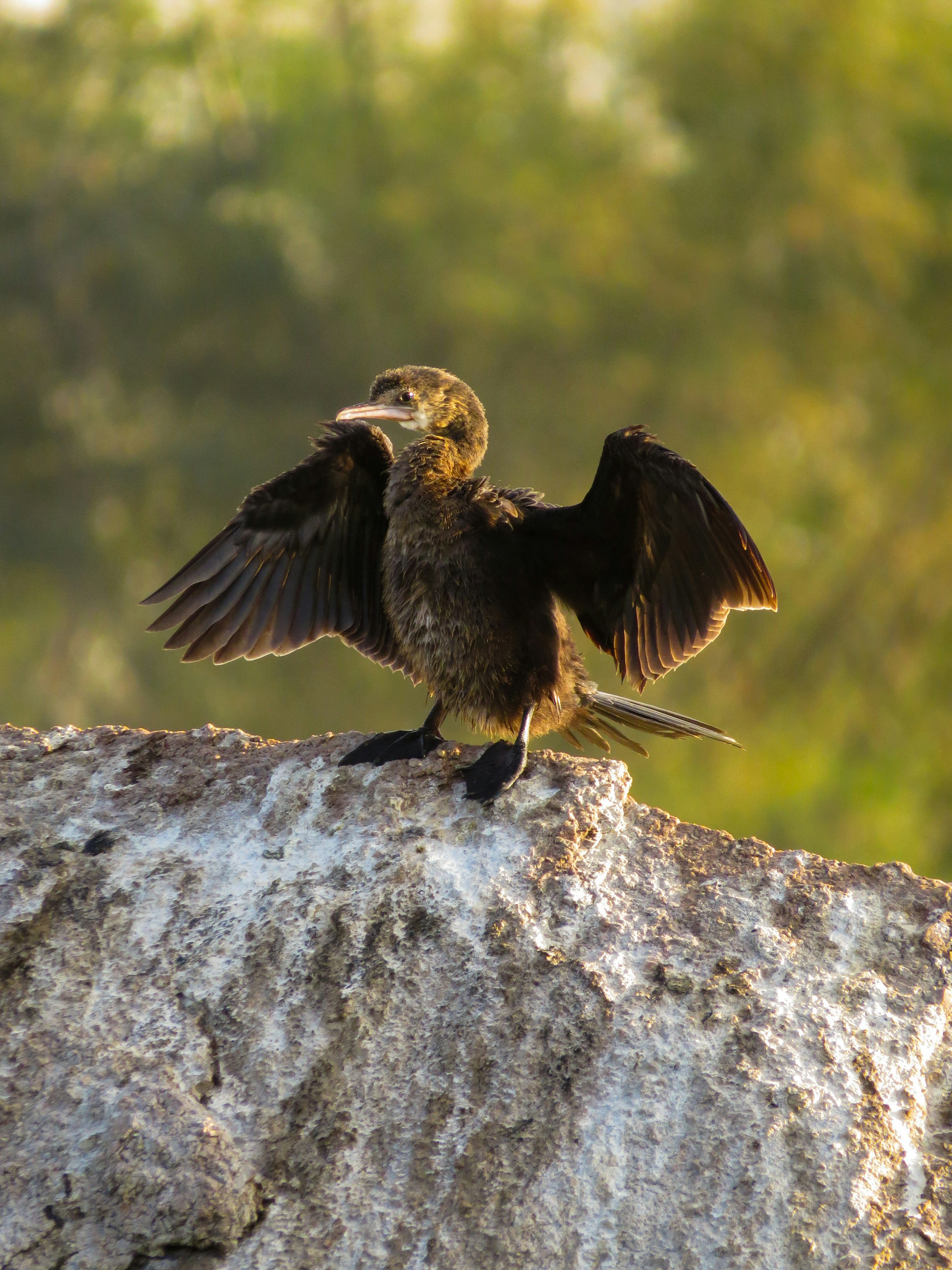 Cormorant on a sunlit granite ledge, wings spread