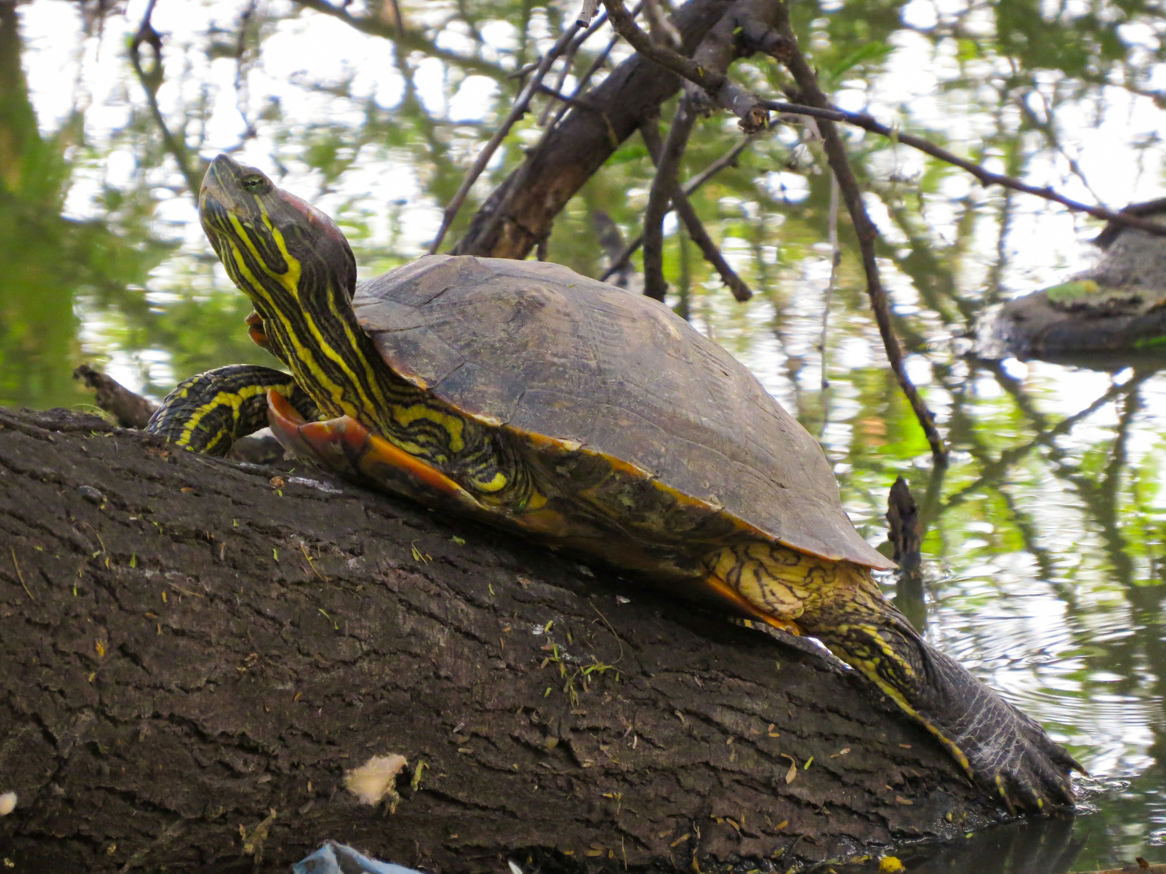 a turtle is sitting on a log in the water