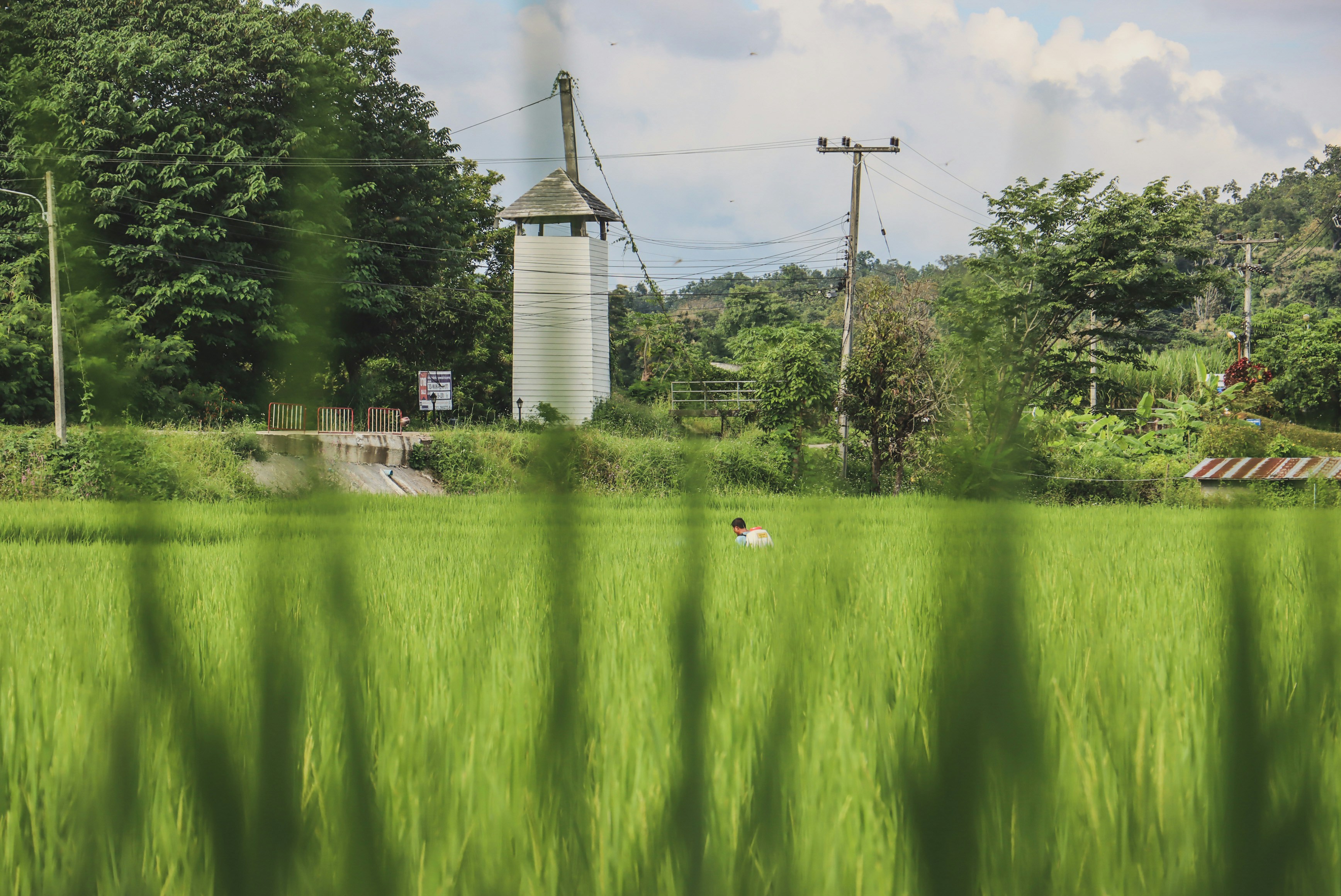 Rice Field Silhouette: A Quiet Farm Scene with Utility Structures