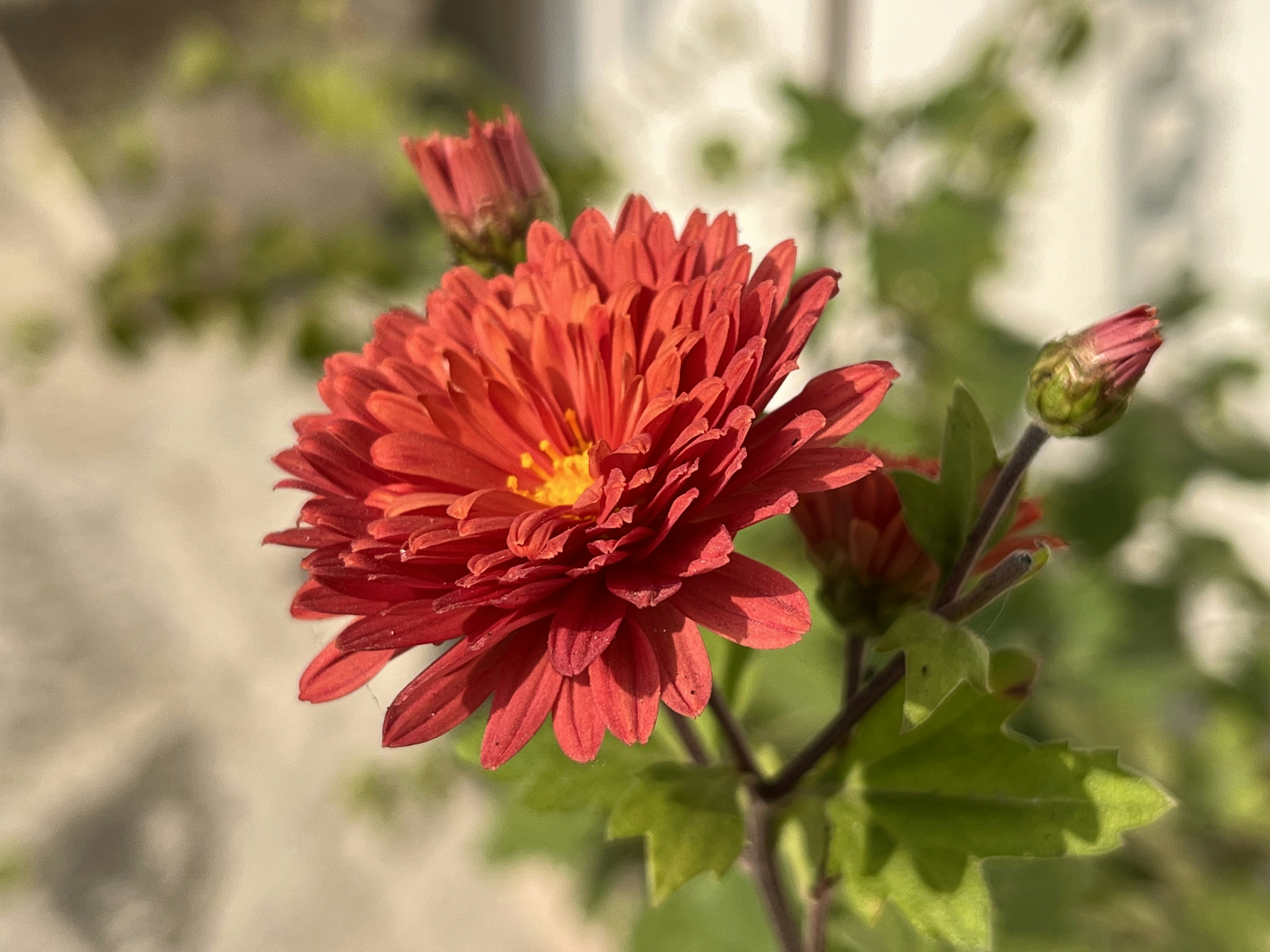 Crimson Bloom in Morning Light: A Close-Up of Petals and Buds