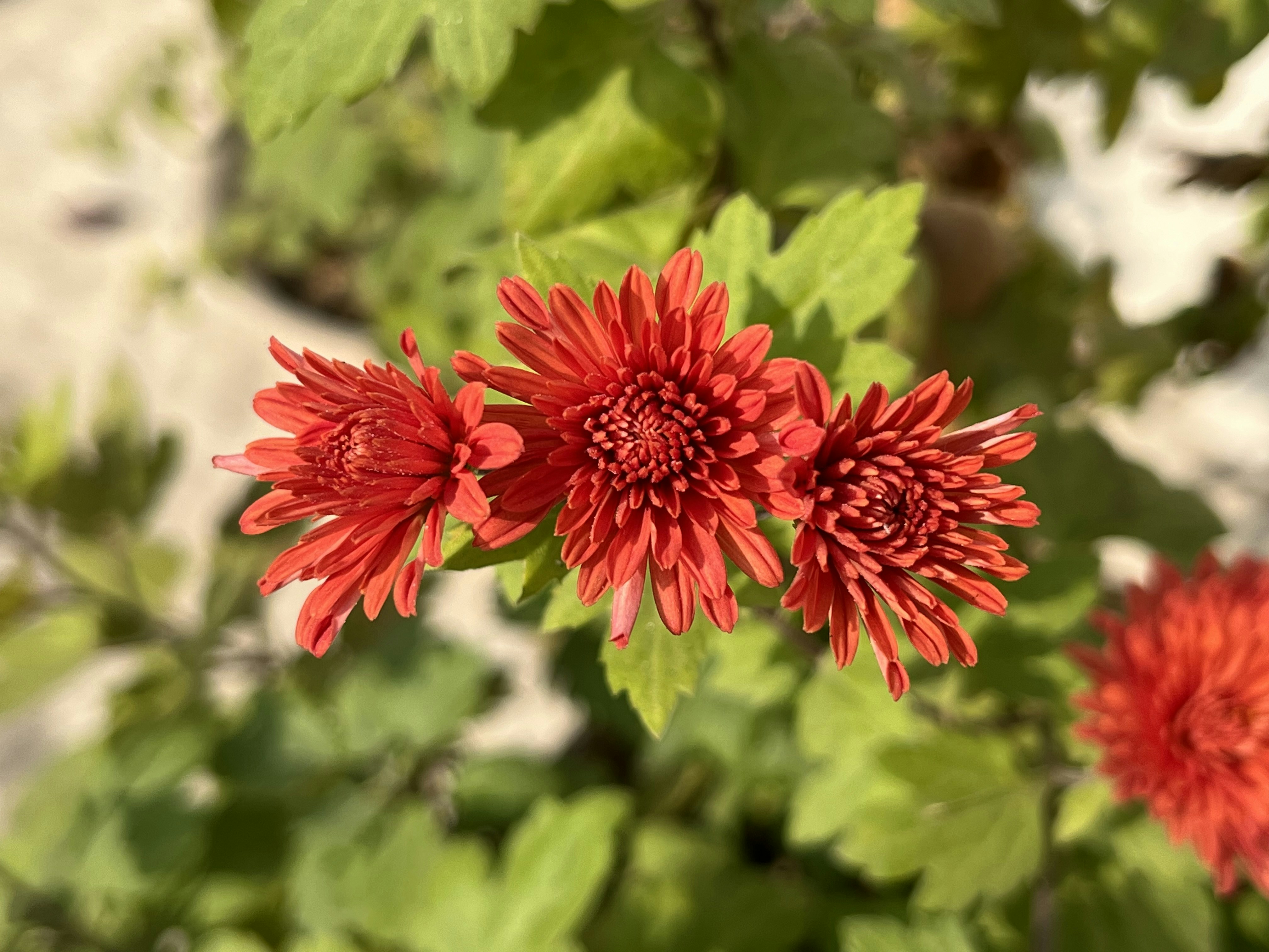 Trio of Scarlet Blooms