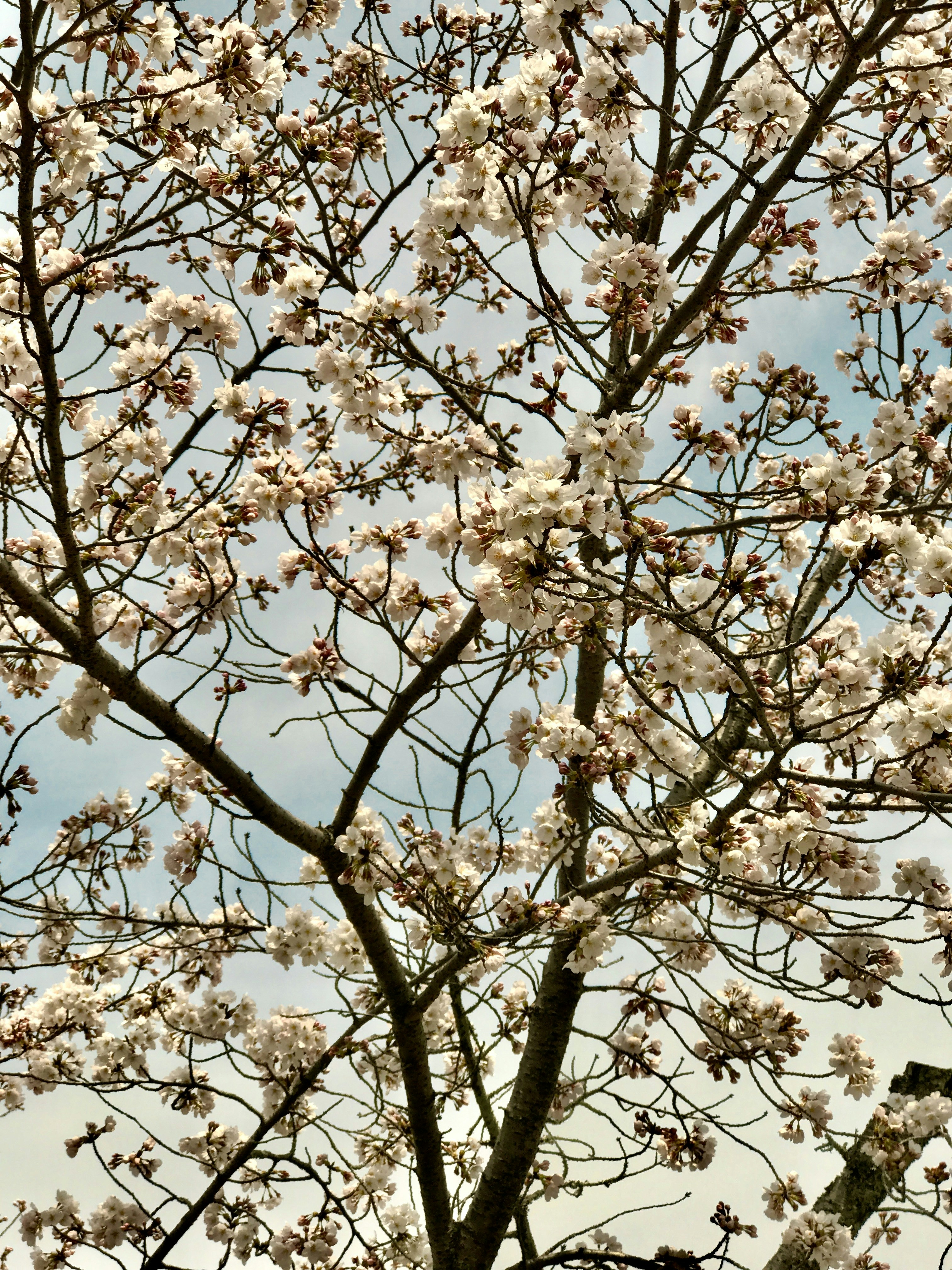 a tree with lots of white flowers in front of a blue sky