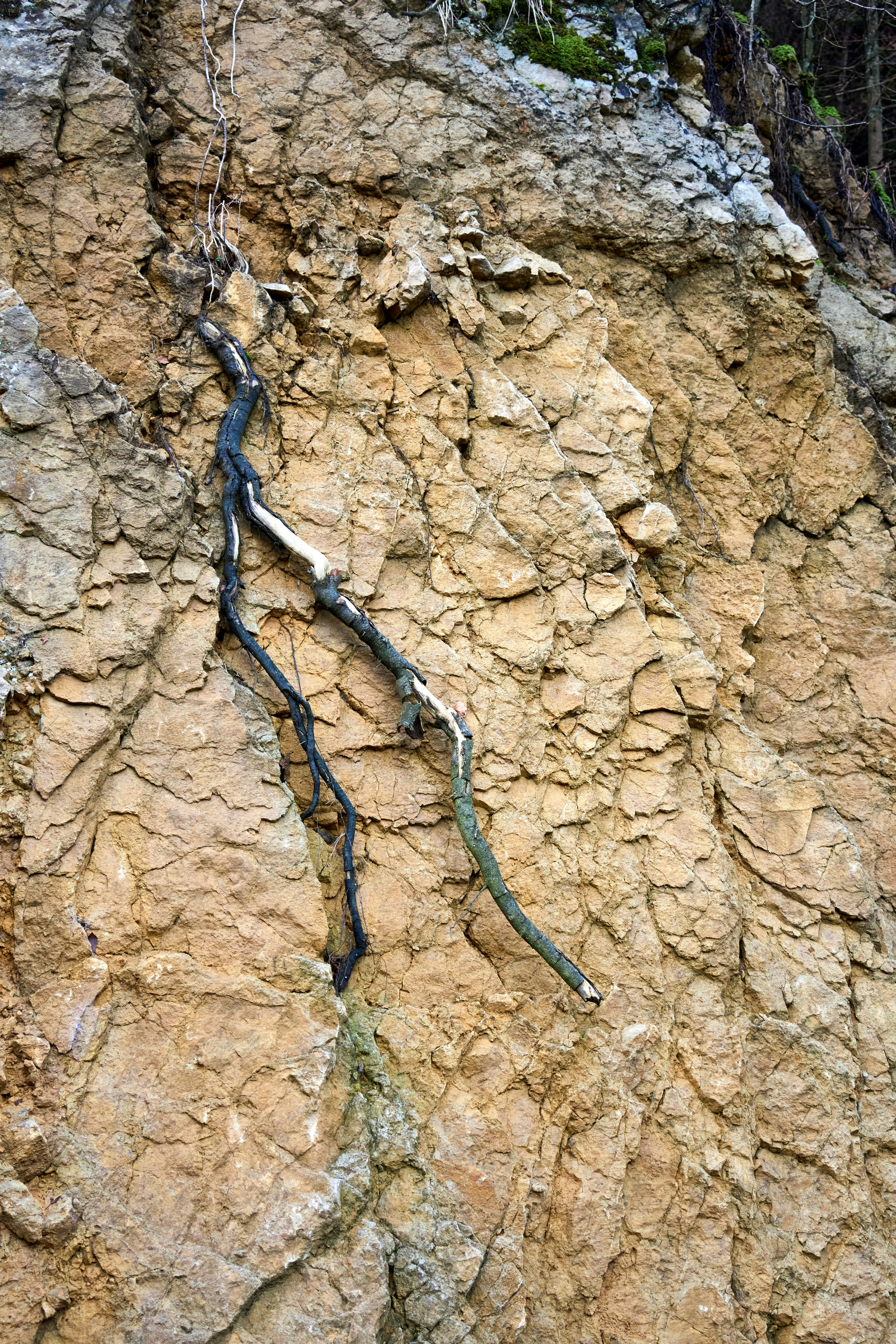 Photo by Wolfgang Hasselmann with Sony Alpha 7 IV