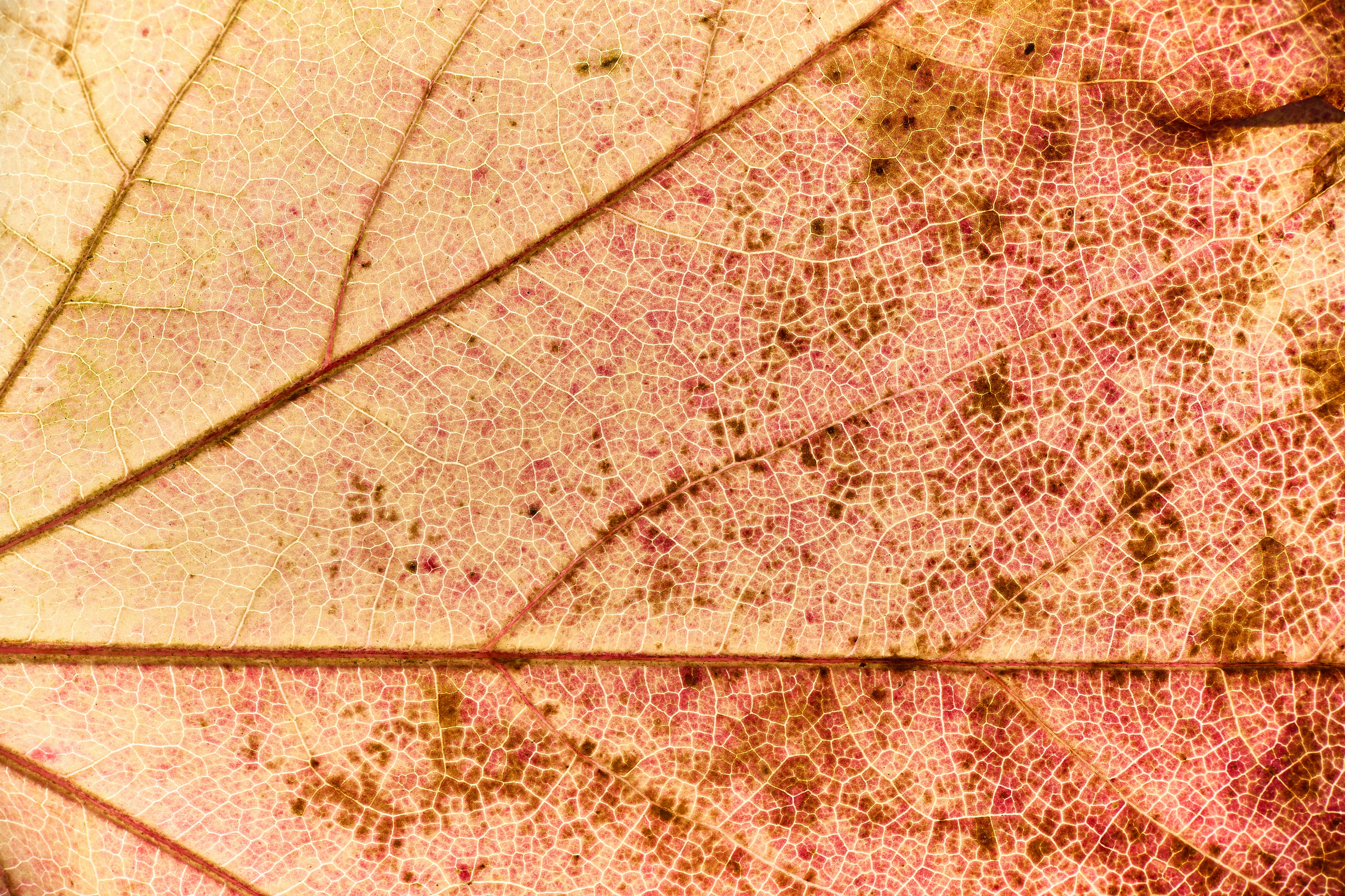 Photo by Wolfgang Hasselmann with Sony Alpha 7 IV