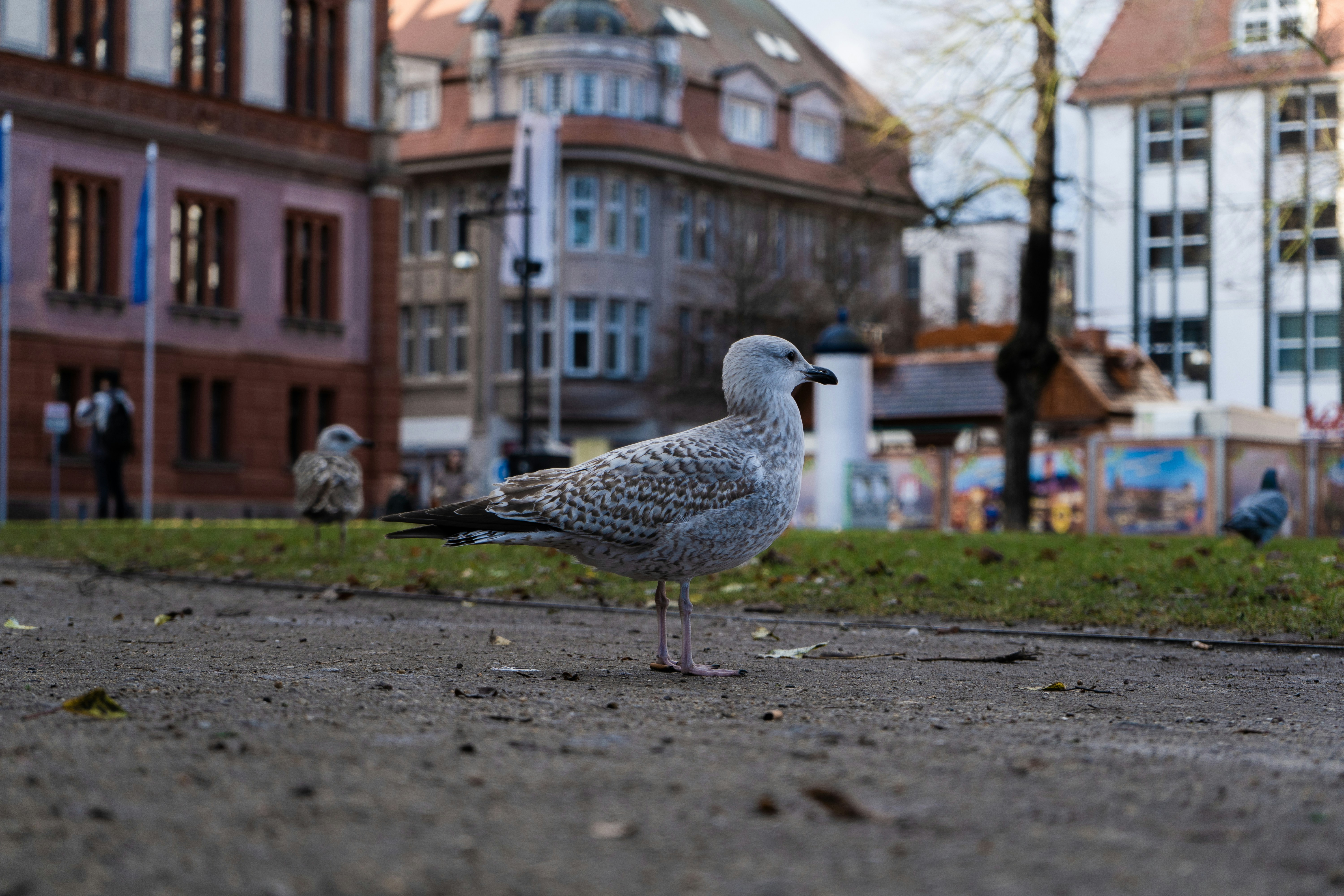 City Park Gull: Stillness amid Brick Facades