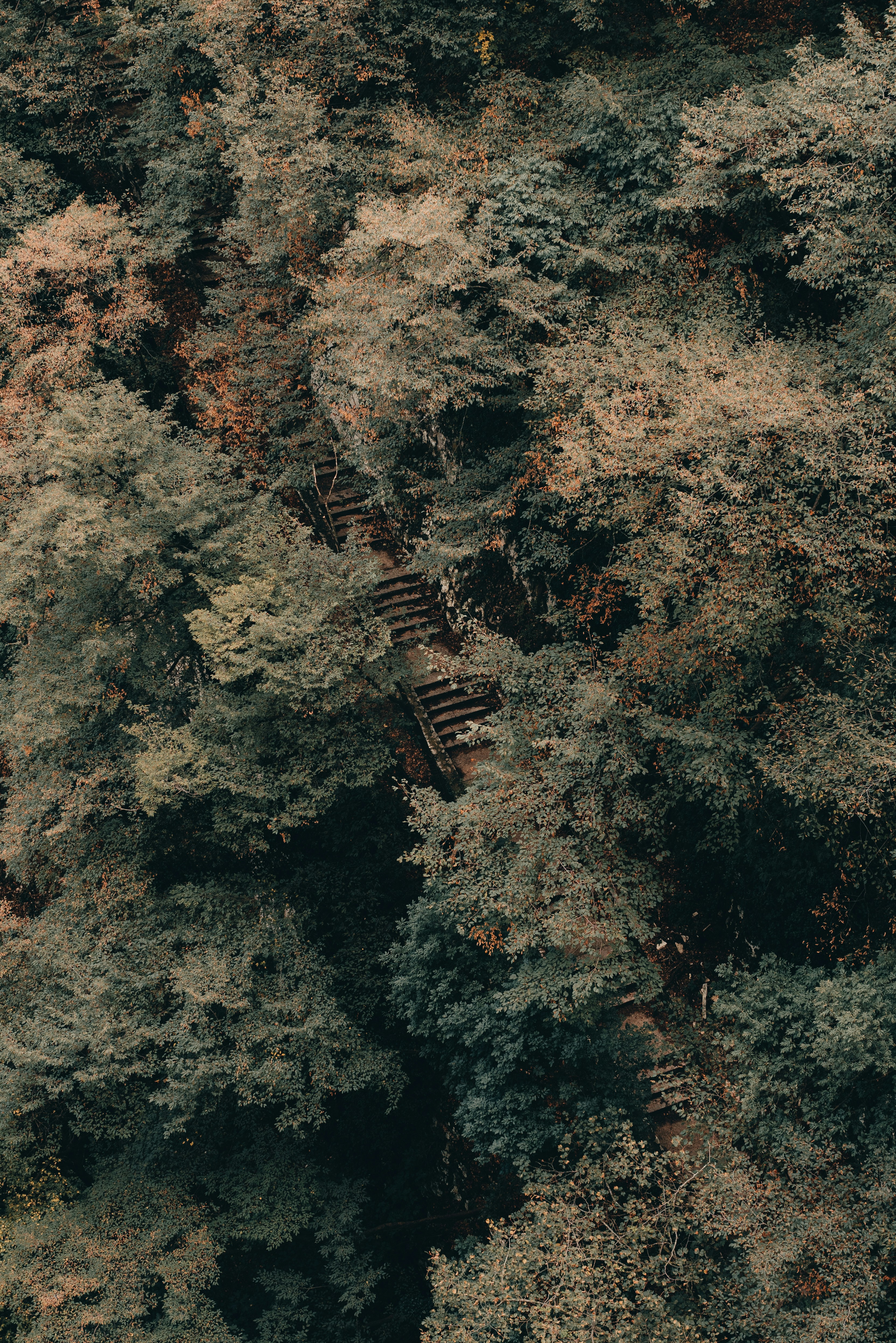 Aerial Veil Over Autumn-Stamped Pines