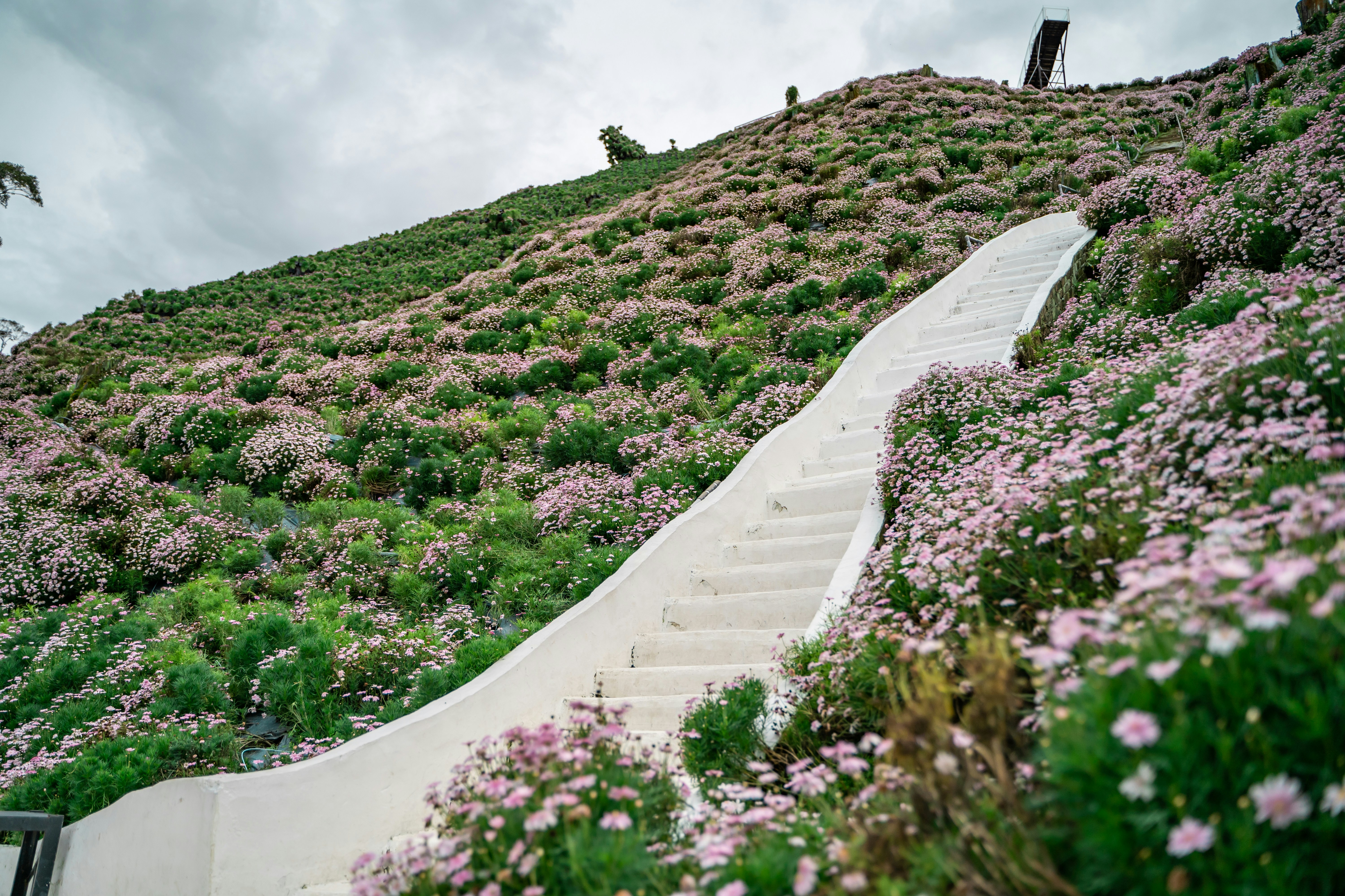 a long concrete staircase going up a hill covered in flowers