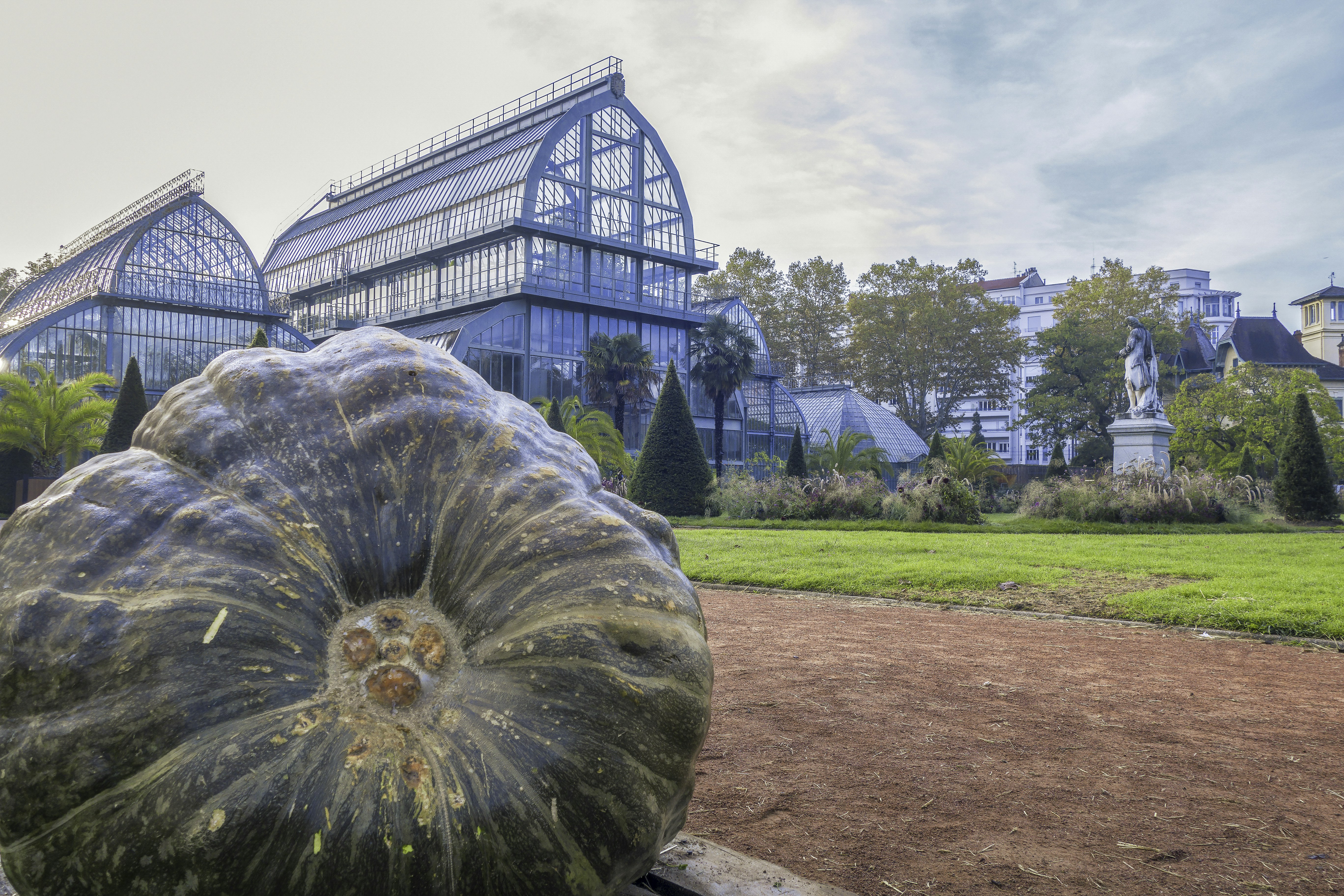 Gaze on a Gourd: Sunlit Conservatory Backdrop