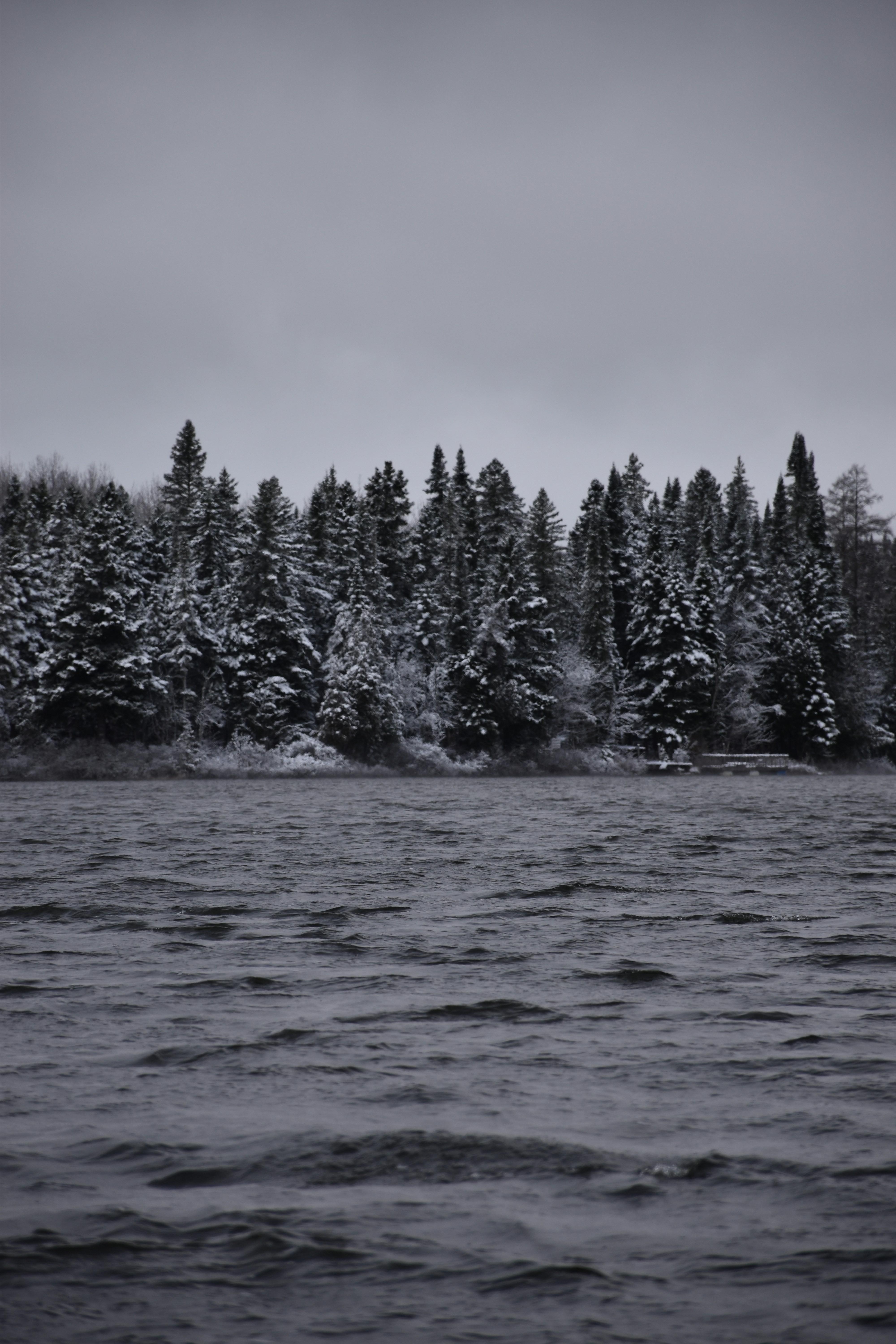 Snow-Blanketed Pines Along a Silent Lake Under a Leaden Winter Sky