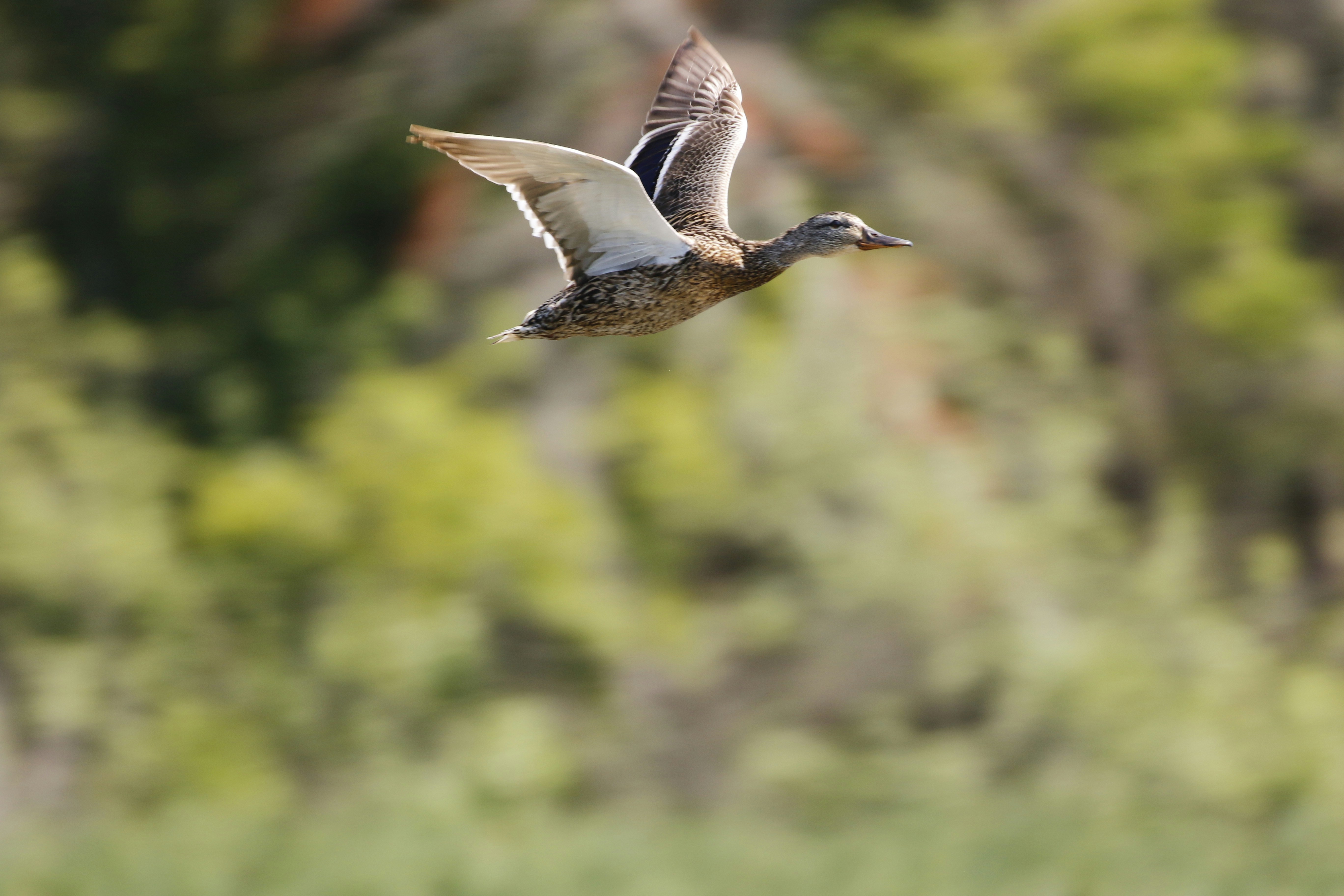 Duck flying over swamp. | a duck flying through the air with trees in the background