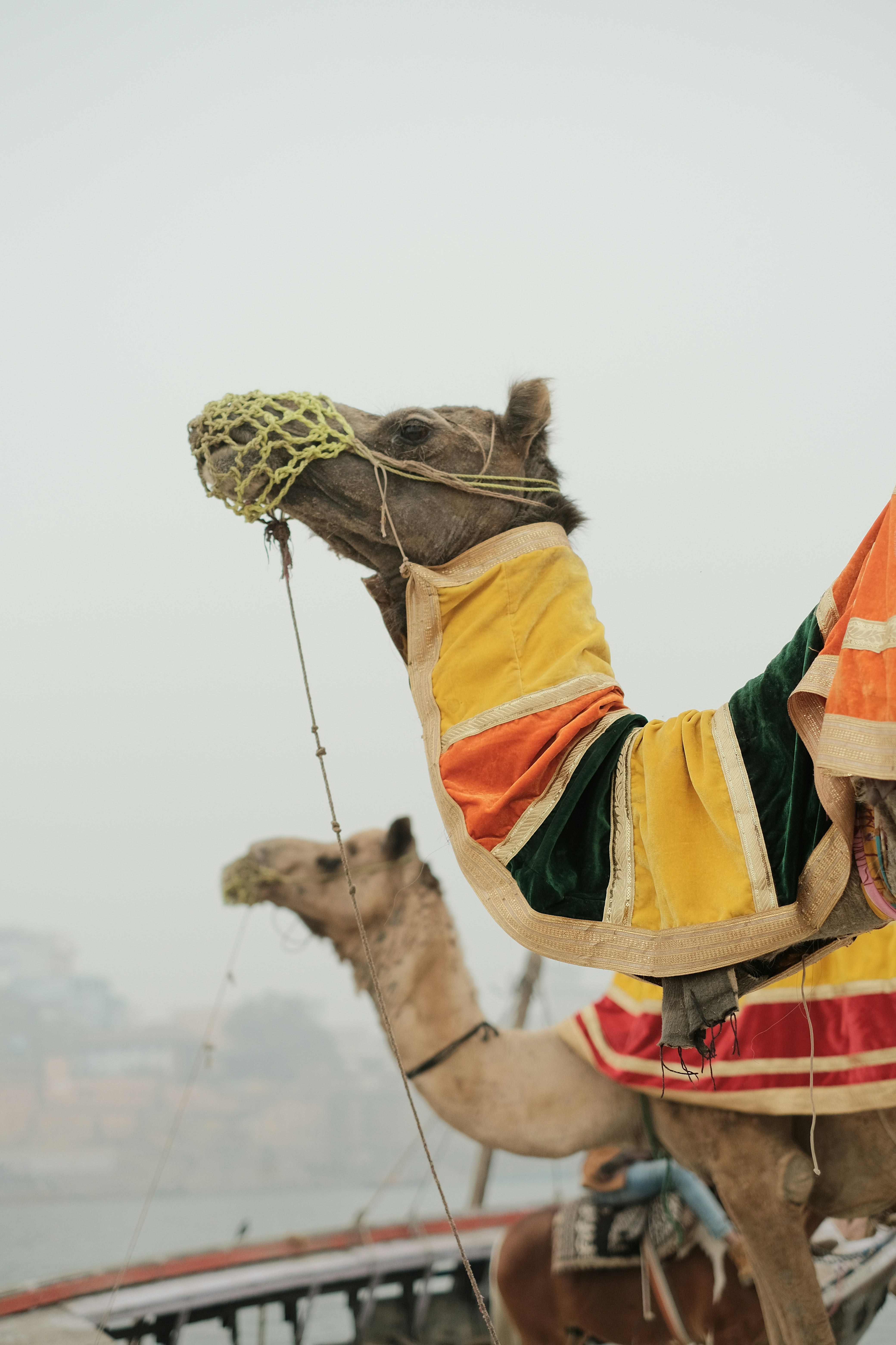 Harbor Sentinel: Camel Draped in Sunset Stripes