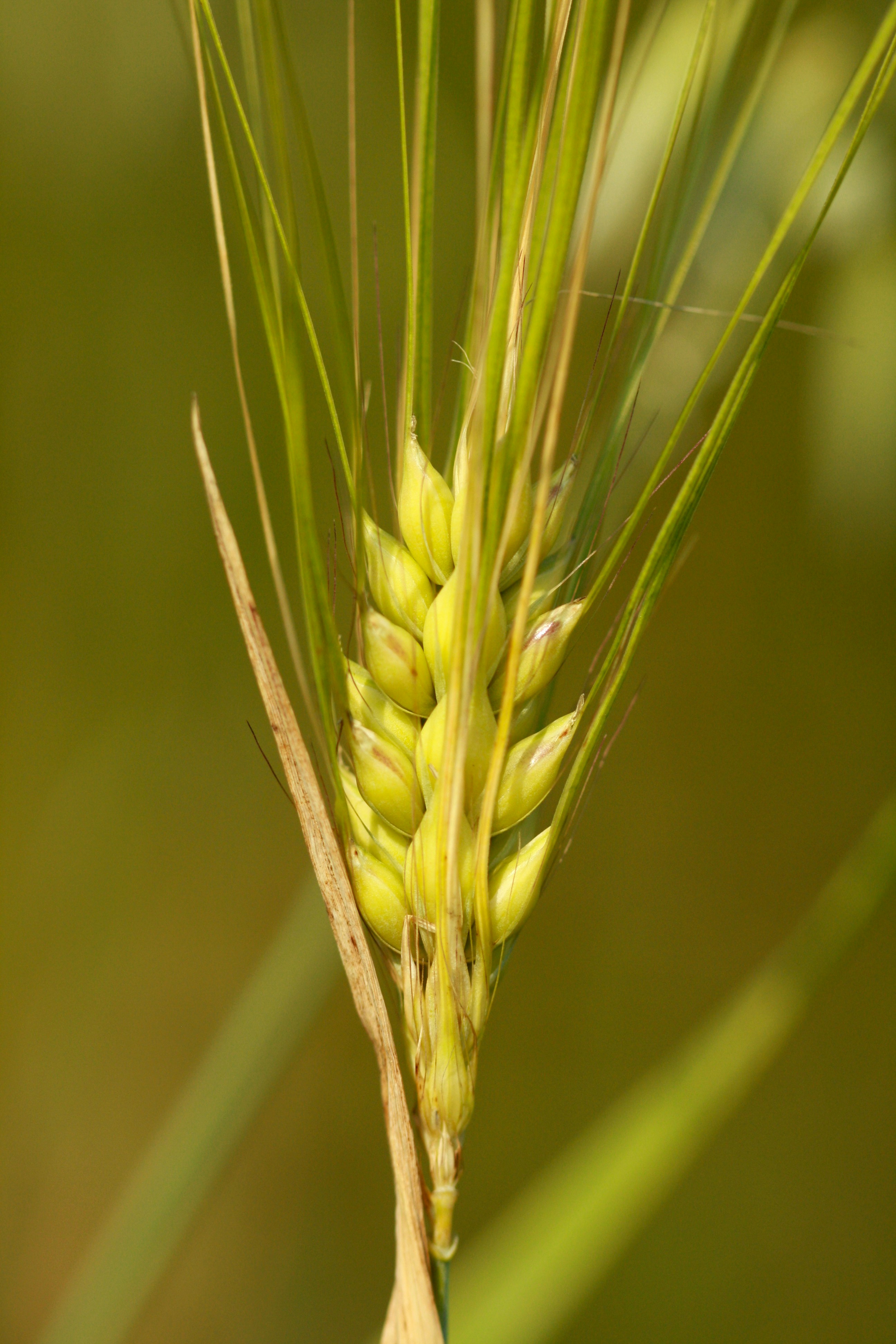 Close-up of a wheat stalk showcasing developing grains against a softly blurred background.