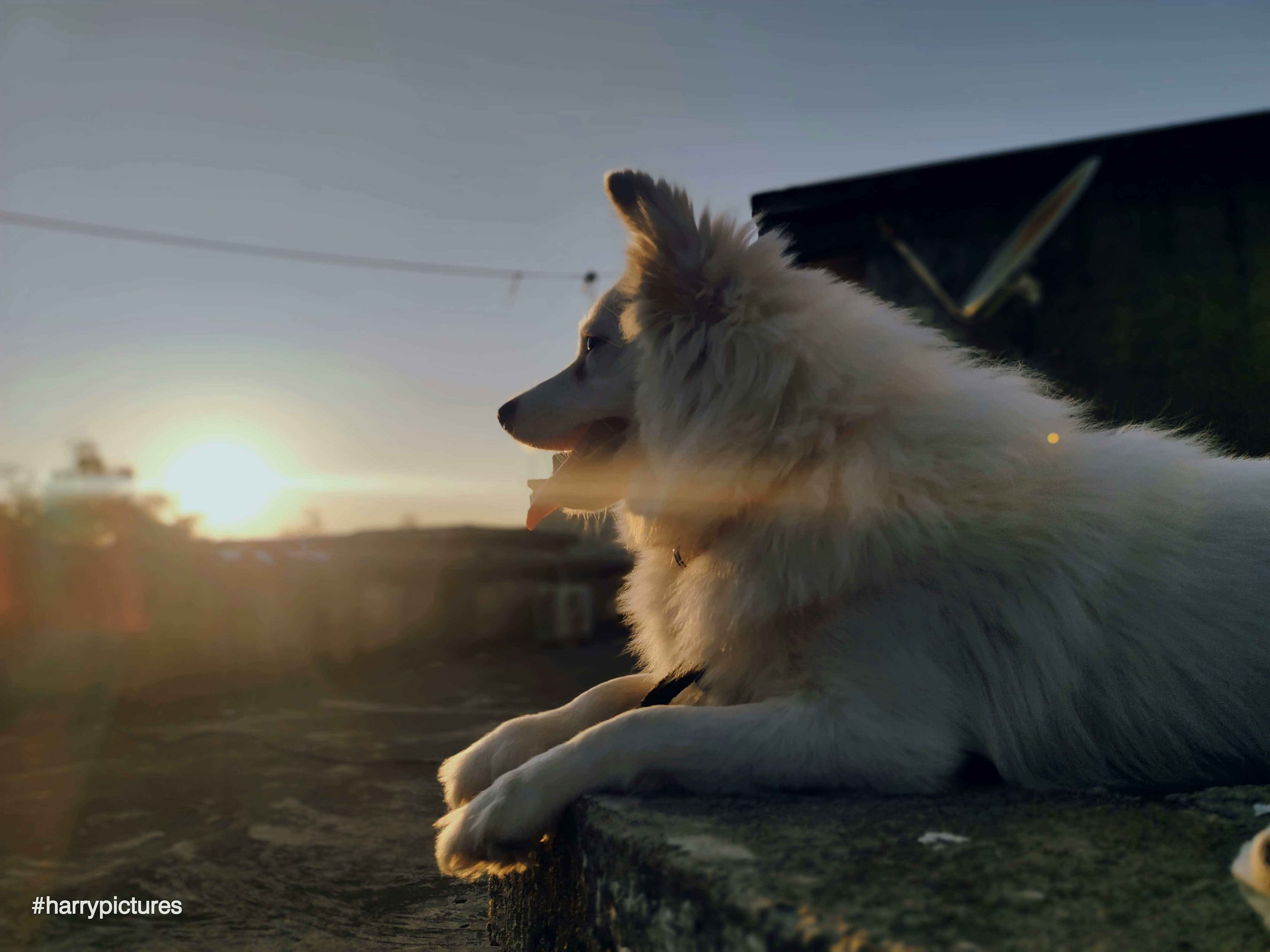 Moonlit Whiskers: A White Husky Stares Into the Sunset