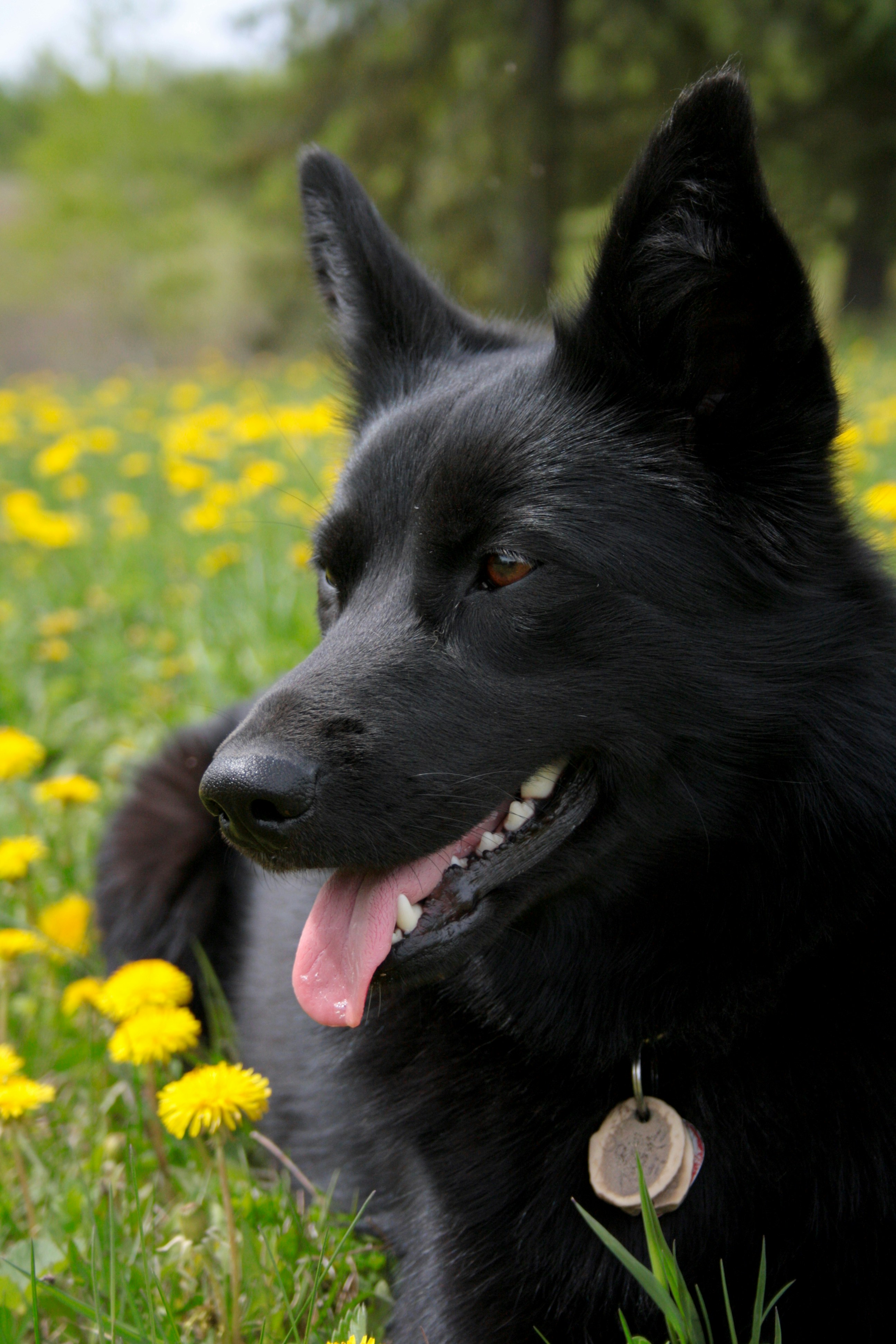 Black dog resting among vibrant yellow dandelions in a lush green field. The scene captures a tranquil moment in nature.