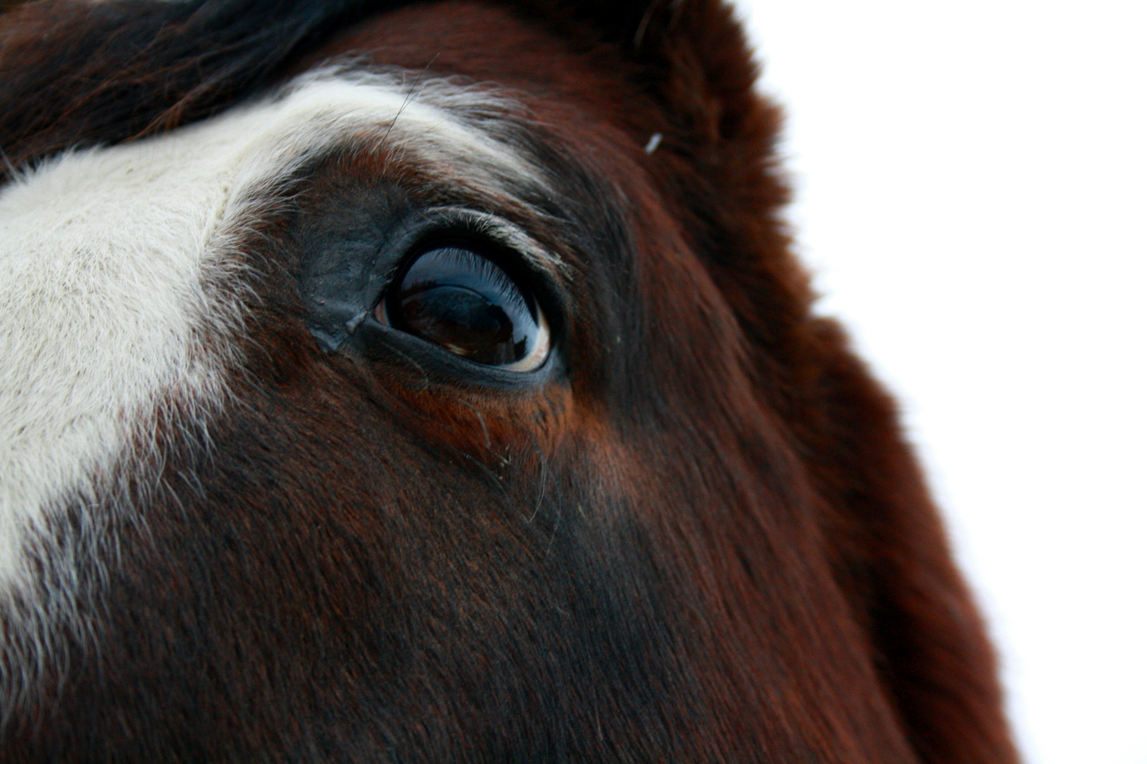 Gros plan du visage d’un cheval brun et blanc photo – Image gratuite de ...