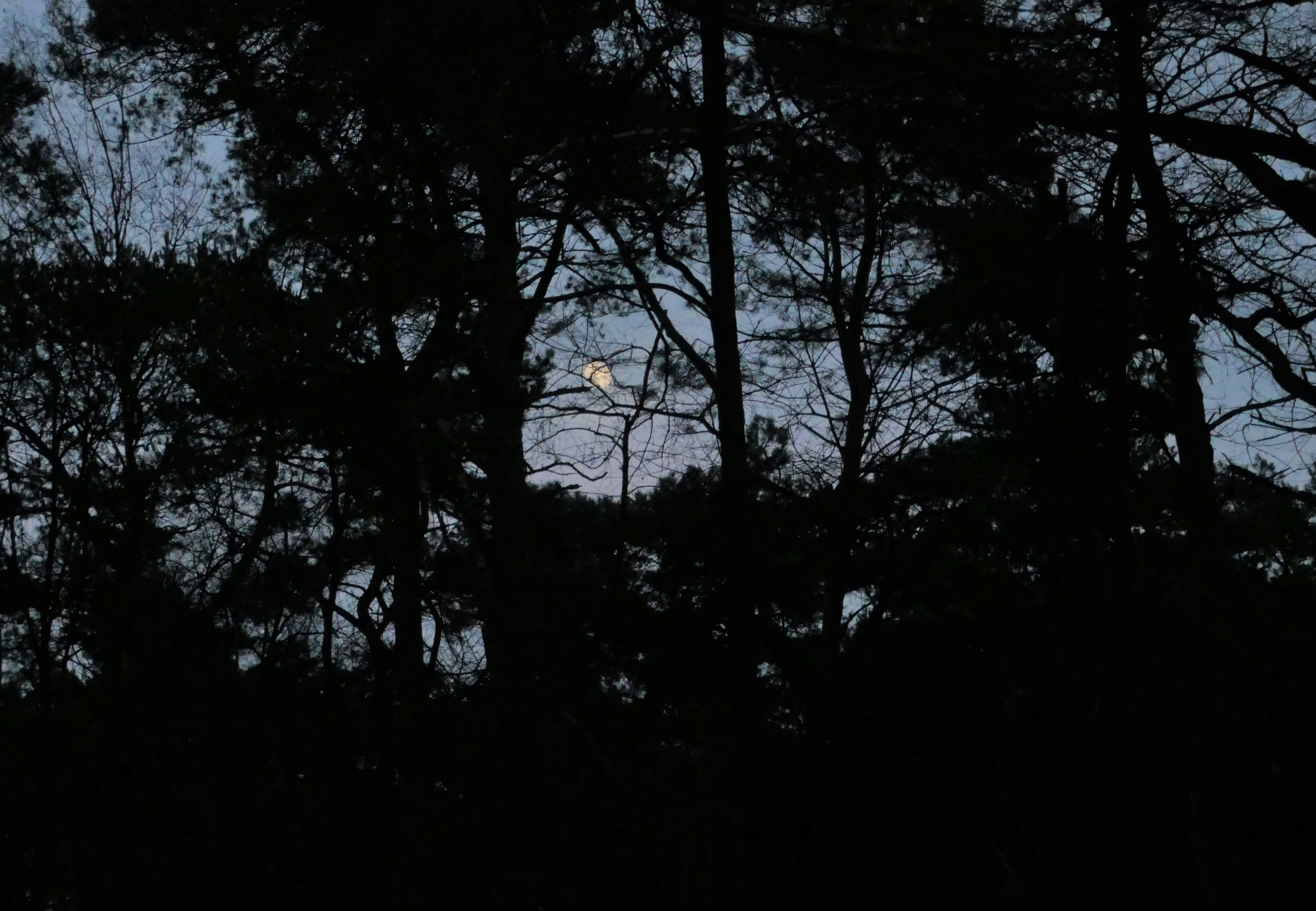 A serene view of the moon peeking through a dense forest at twilight, framed by silhouettes of trees.