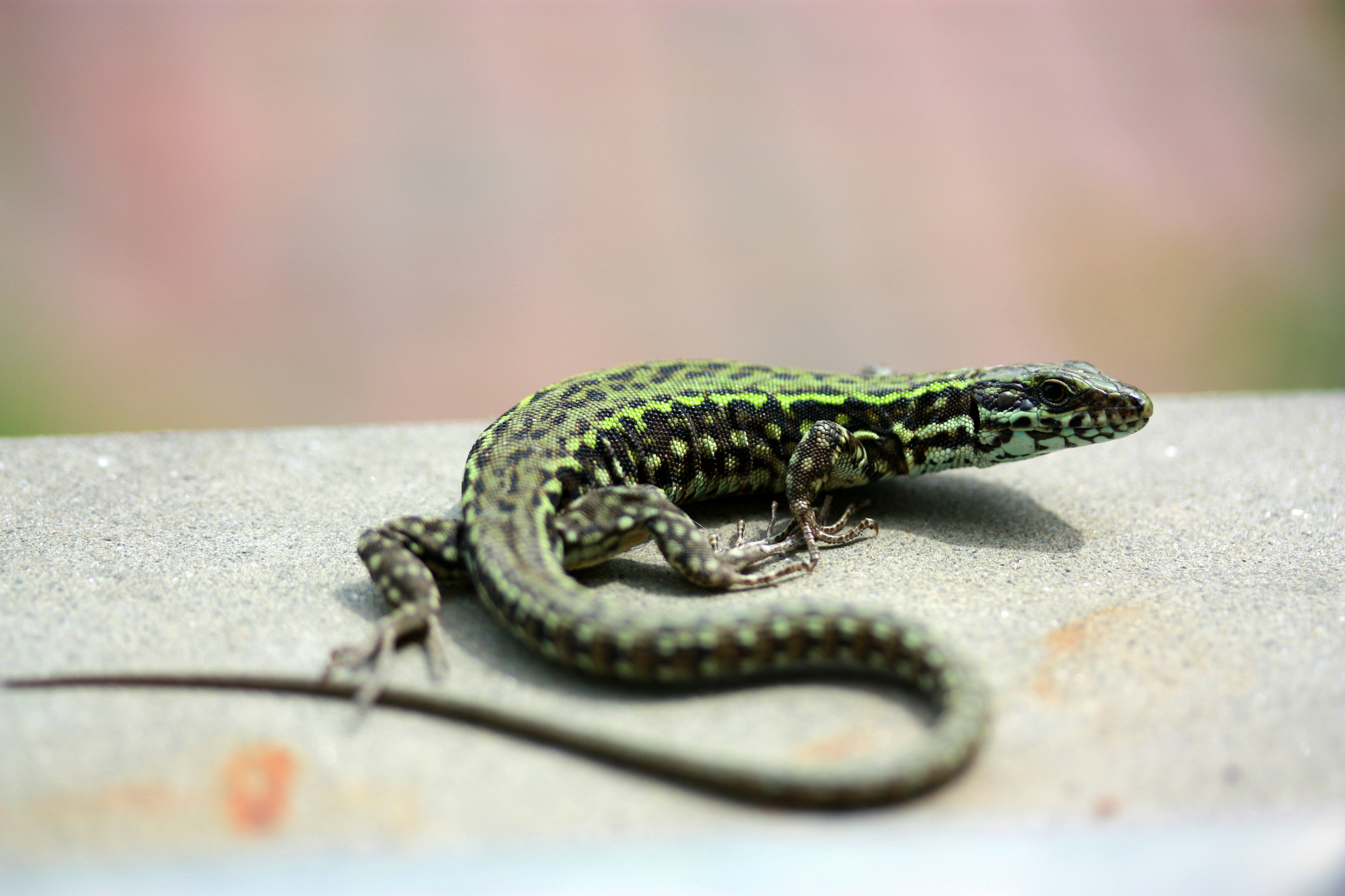 A green and black lizard sitting on top of a cement slab photo – Free ...