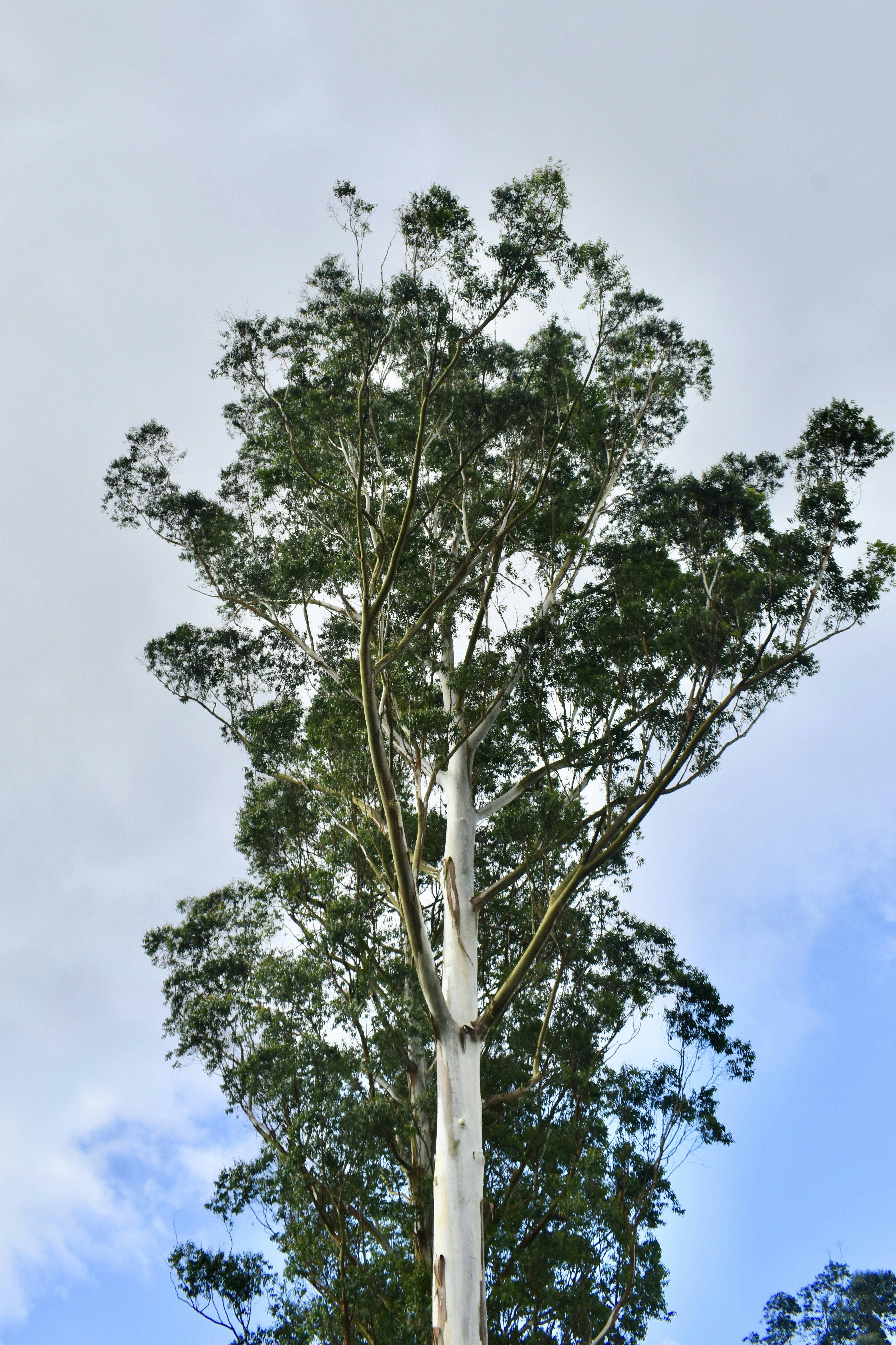 A tall white tree standing in the middle of a forest photo – Free Tree ...