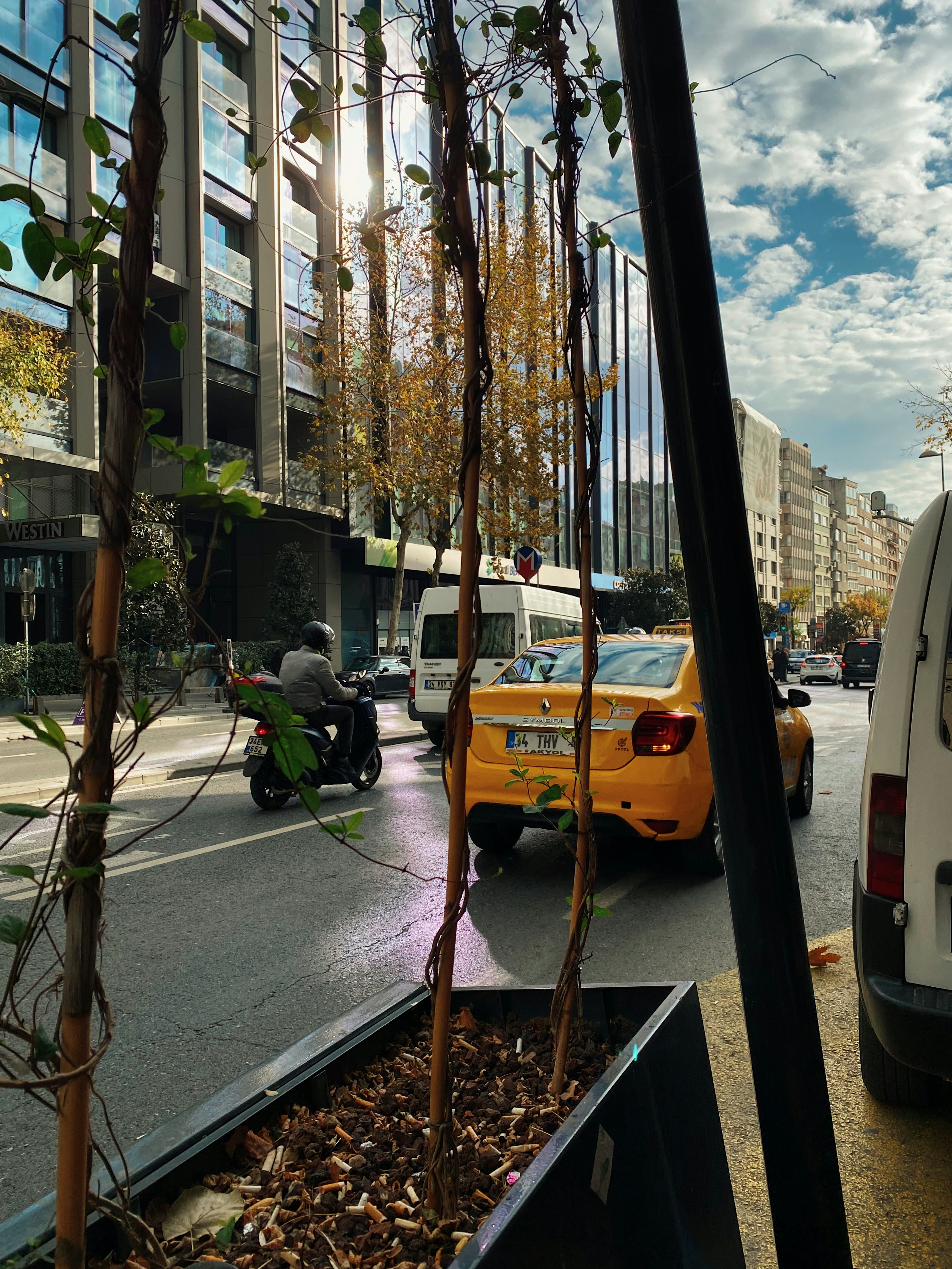 Vines Framing a City Taxi: Sunlit Motion by Glass and Planting