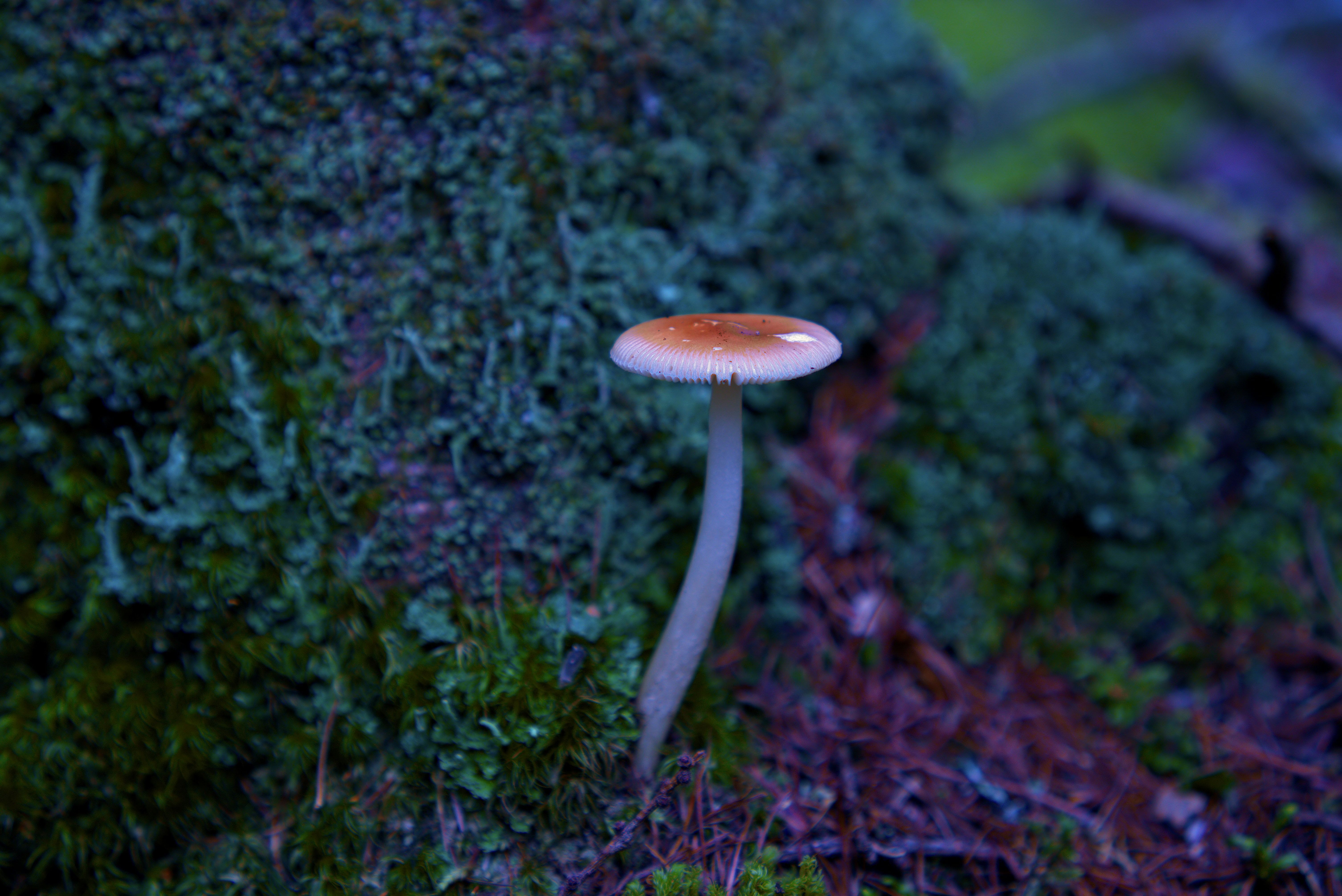 An emerging parasol-like mushroom